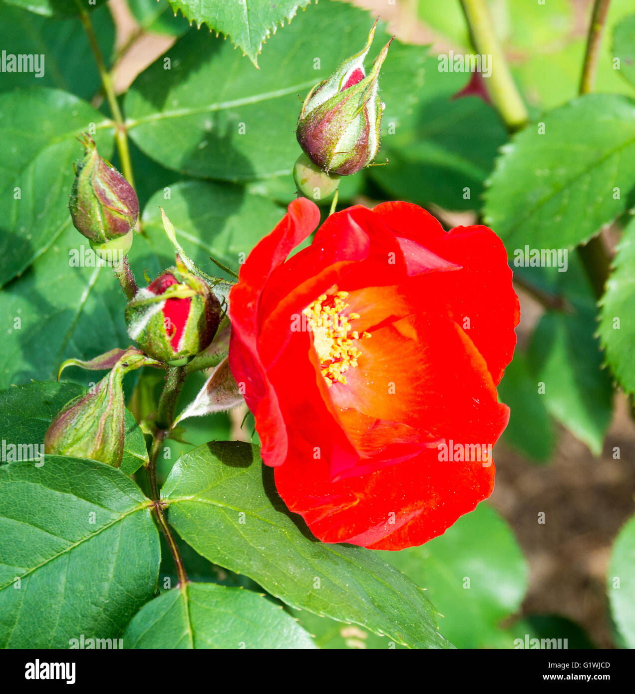 The Sarabande Rose growing at Woodland Park Rose Garden in Seattle ...