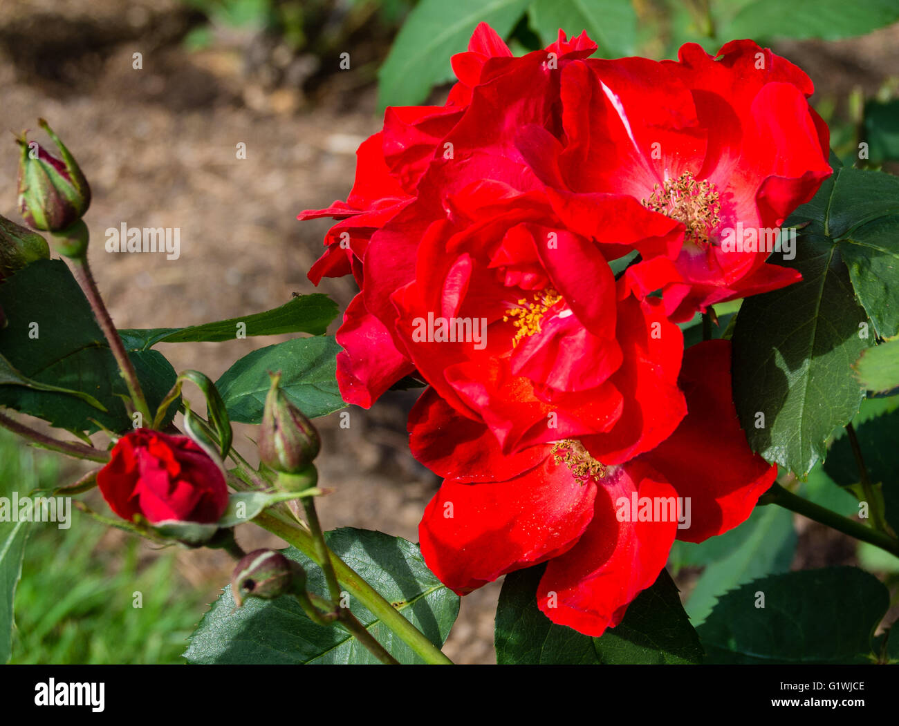 Woodland park rose garden washington hi-res stock photography and ...