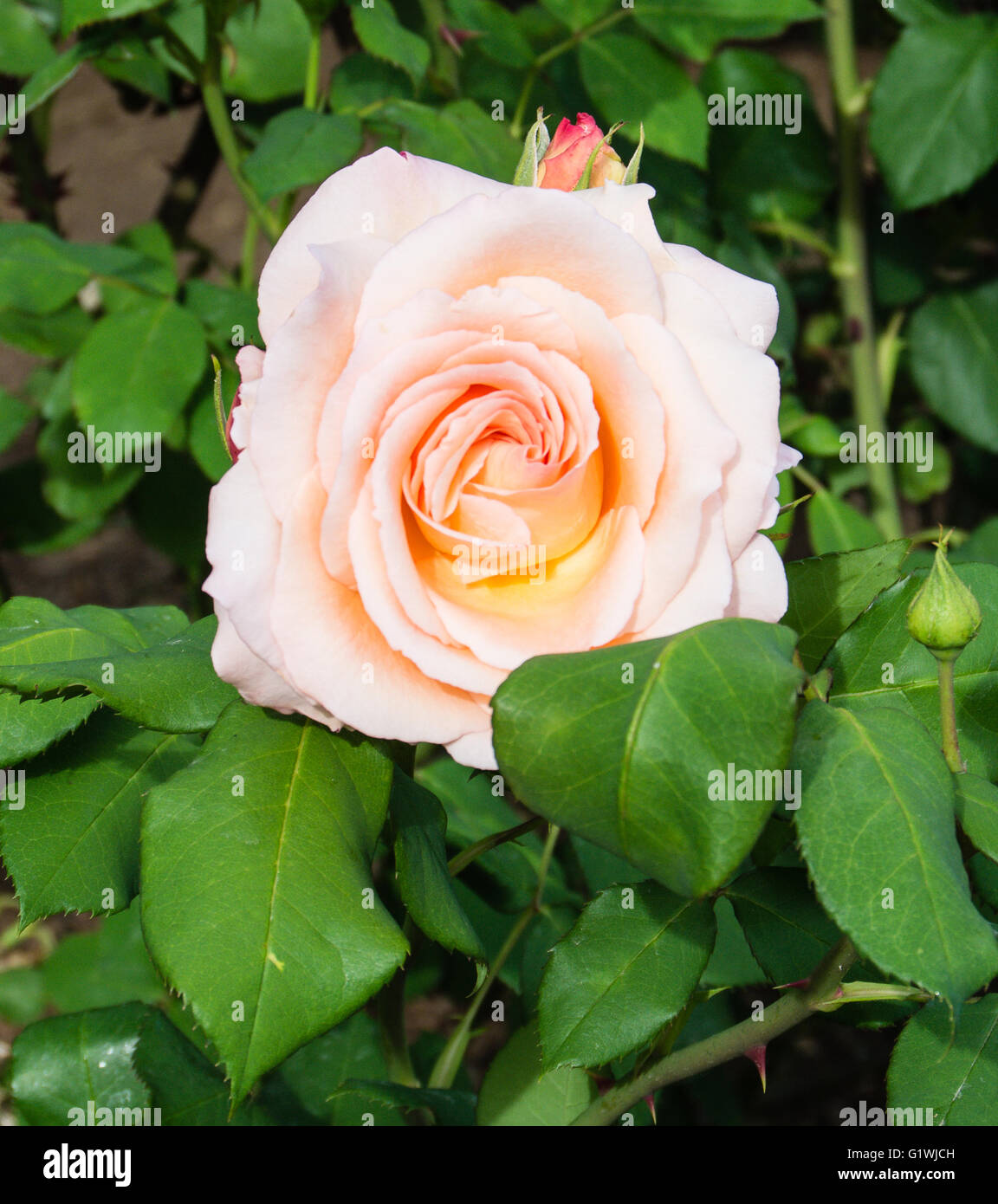 Apricot roses hi-res stock photography and images - Alamy