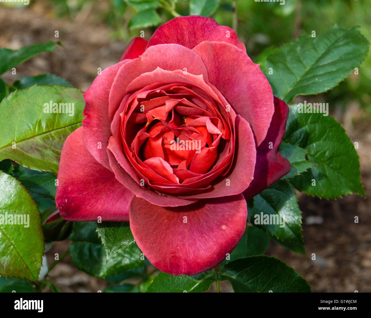The Hot Cocoa Rose blooms at the Woodland Park Rose Garden in Seattle ...