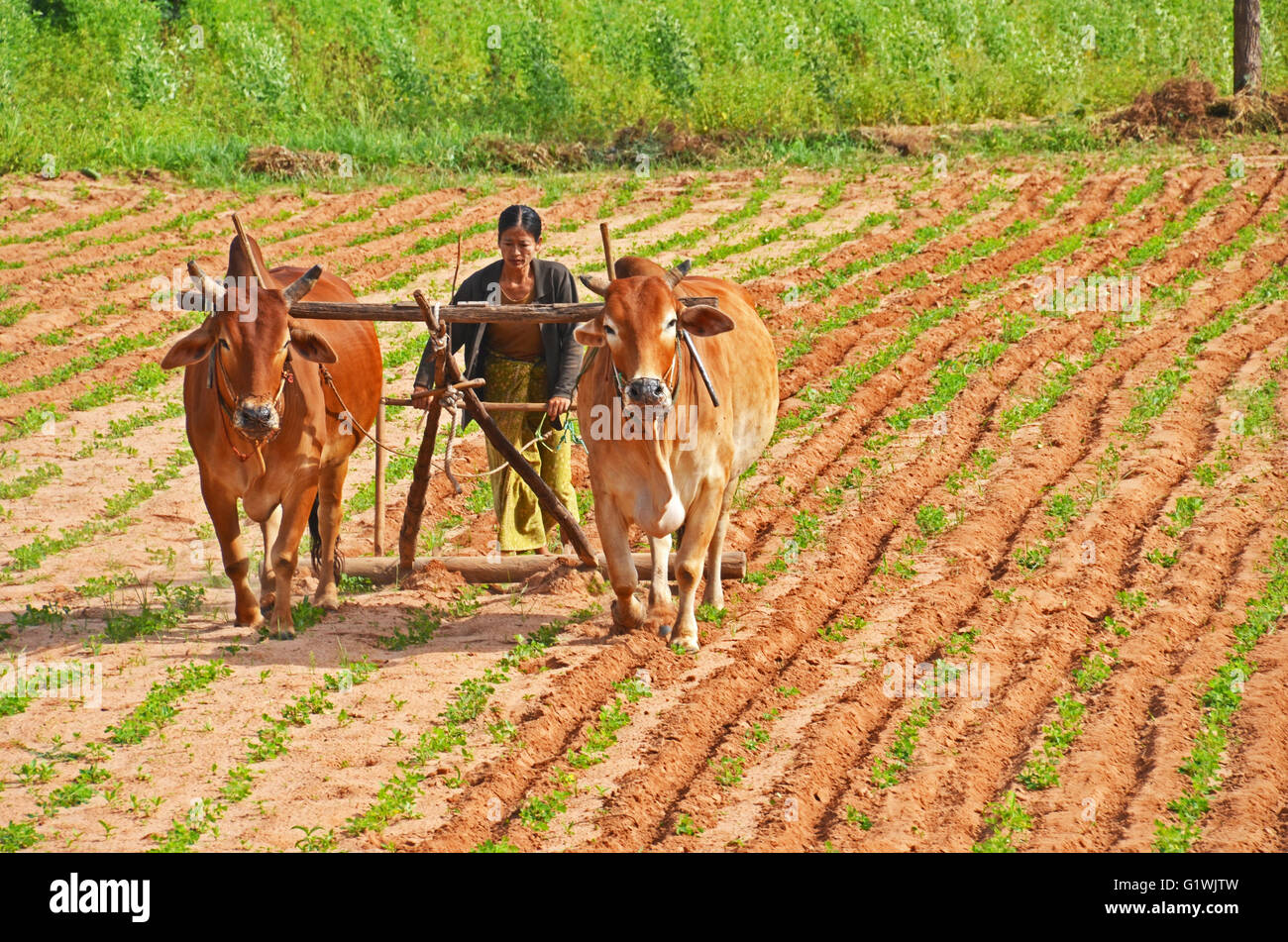 A woman ploughs between rows of peanut plants using a bullock-drawn ...