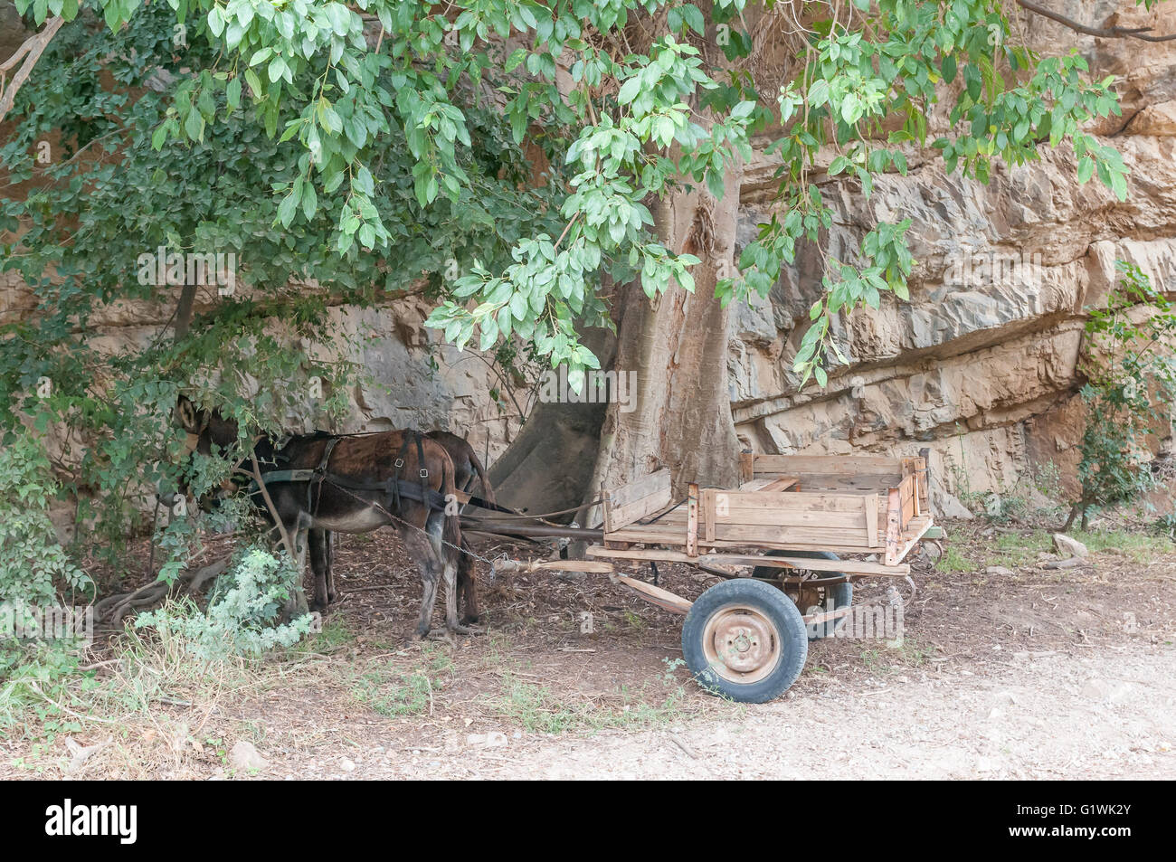 A donkey cart parked under a large wild fig tree next to a cliff in the ...