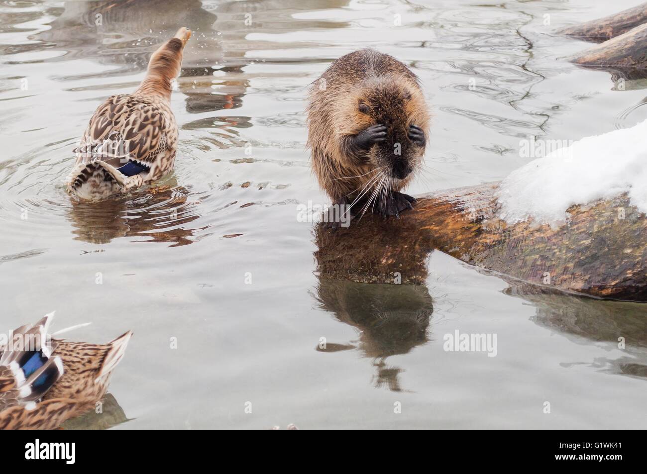 The funny beaver hides his eyes from camera Stock Photo - Alamy