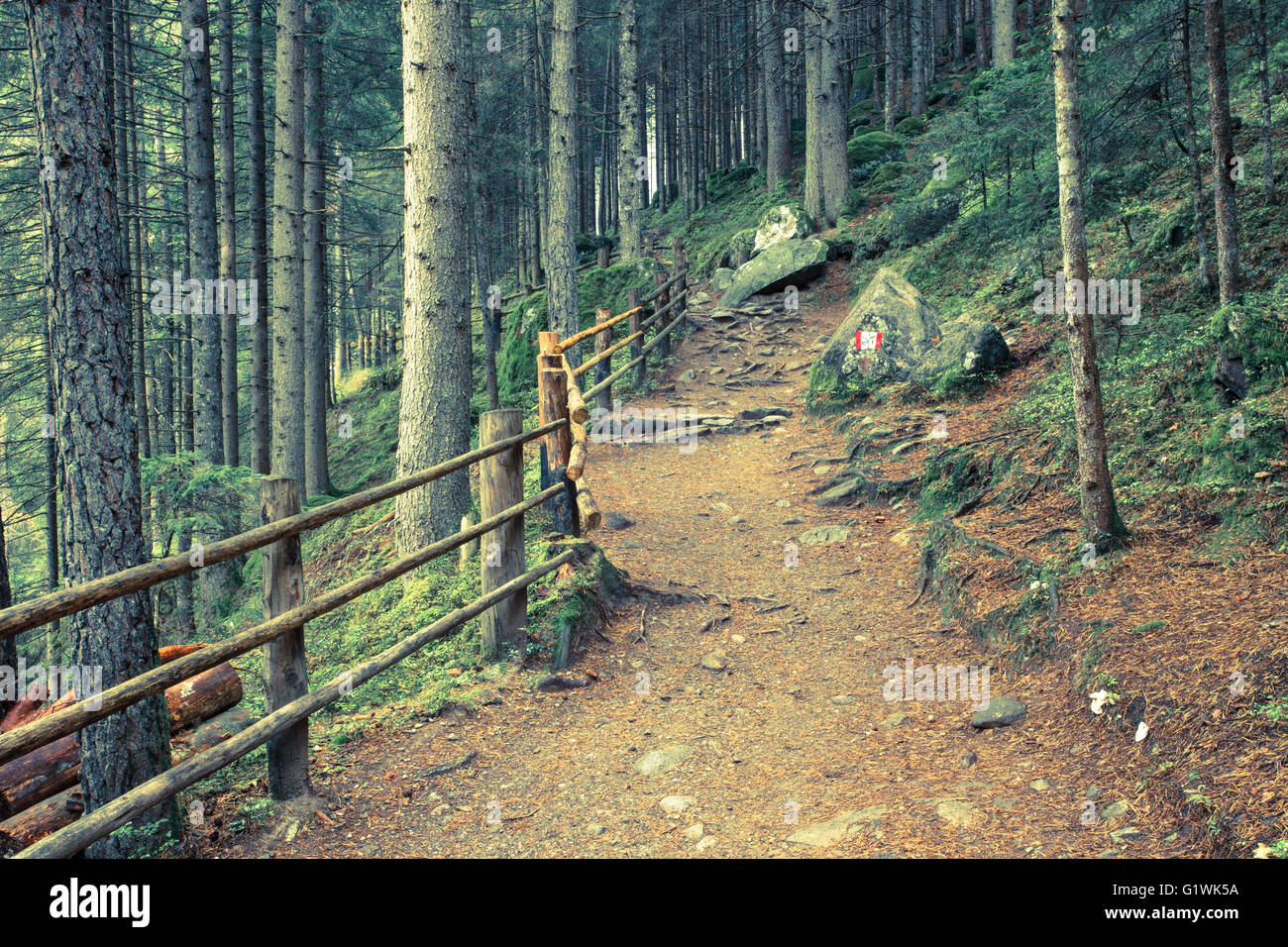 inside a typical forest of the Italian Alps a path brings you long the ...