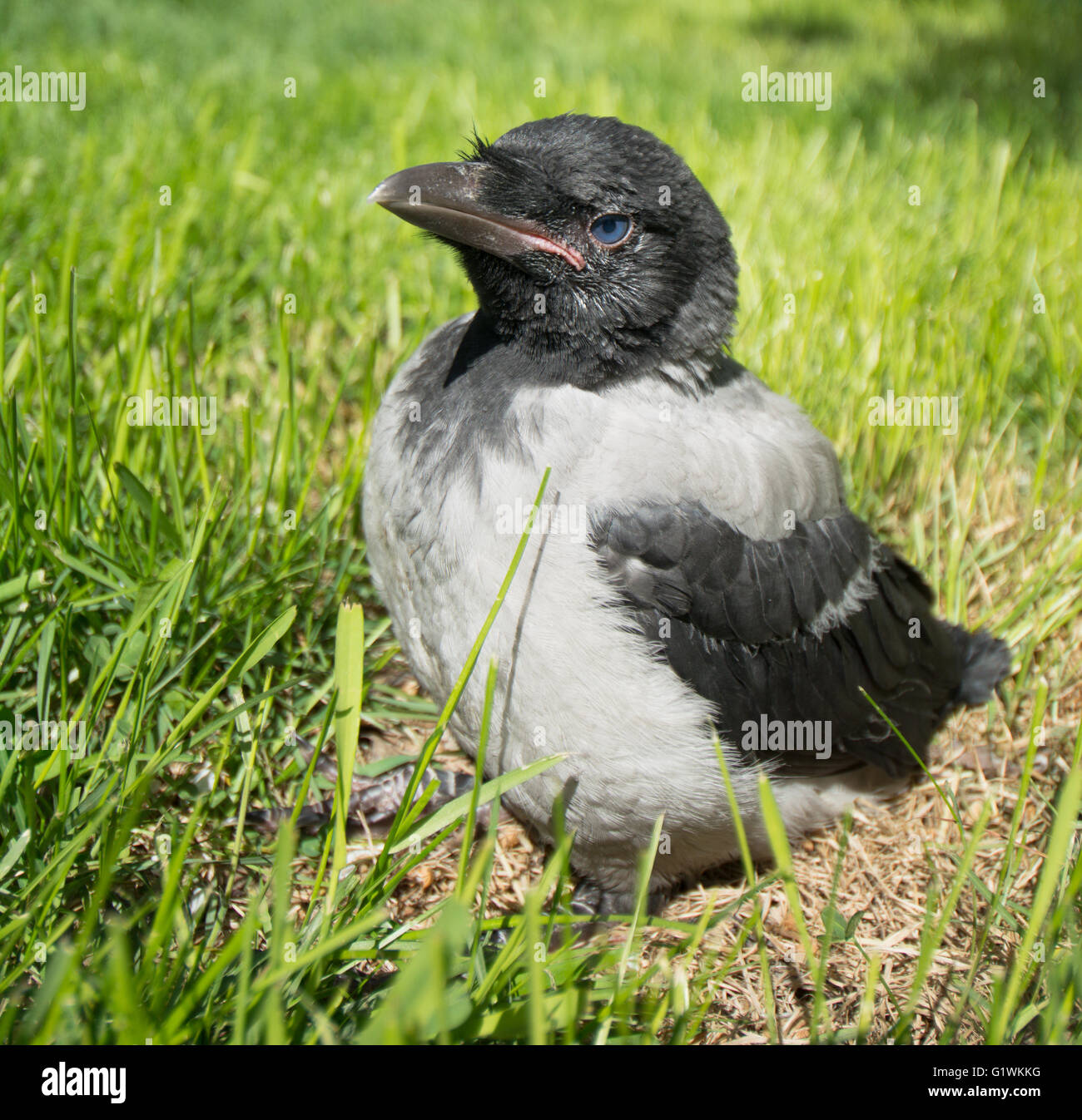 Young hooded crow. Corvus cornix, also called Hoodiecrow Stock Photo ...