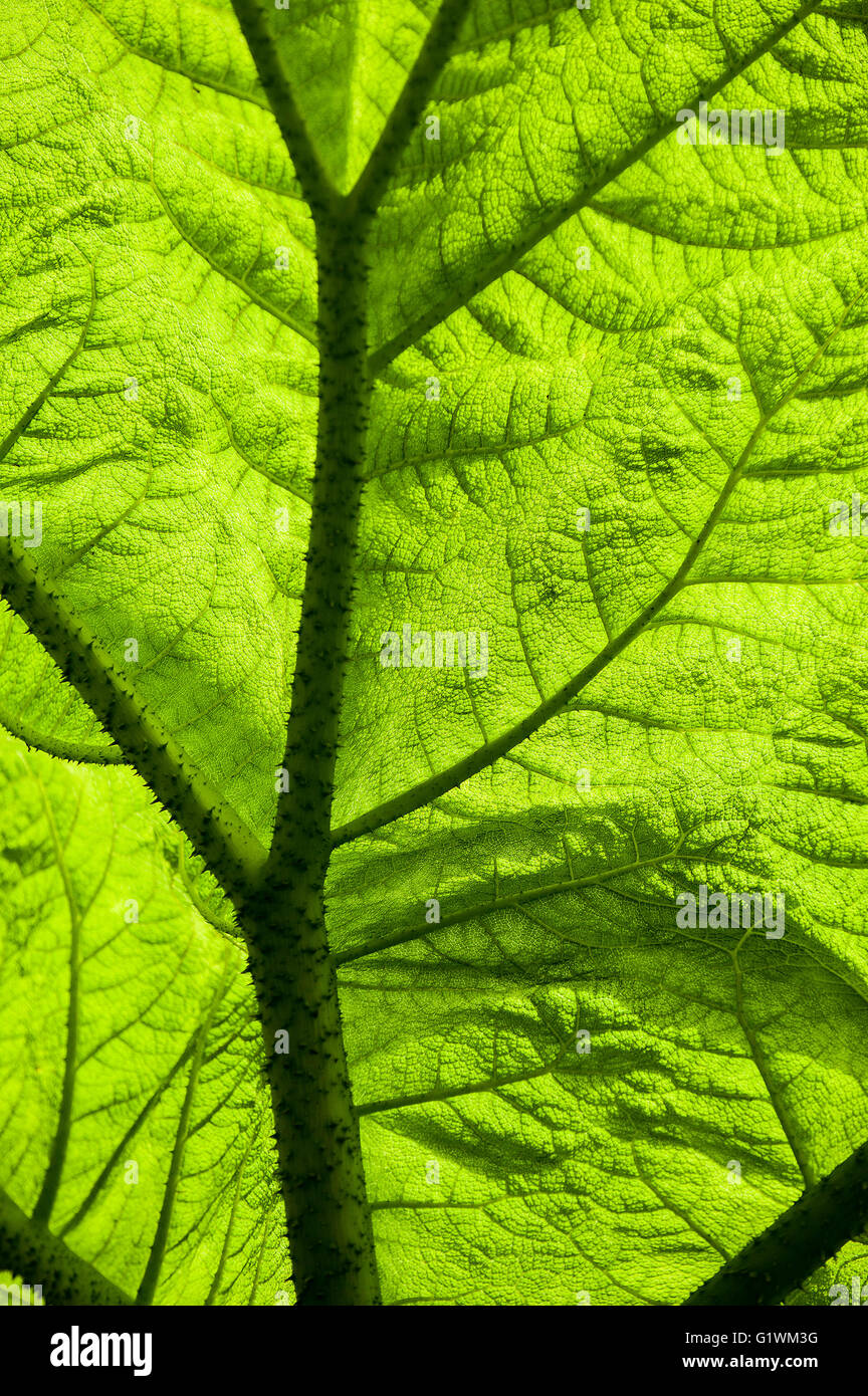 Gunnera hi-res stock photography and images - Alamy
