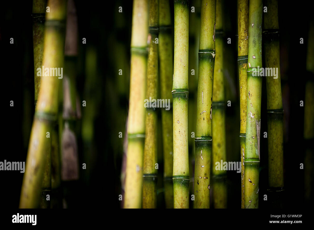 Trebah bamboo hi-res stock photography and images - Alamy