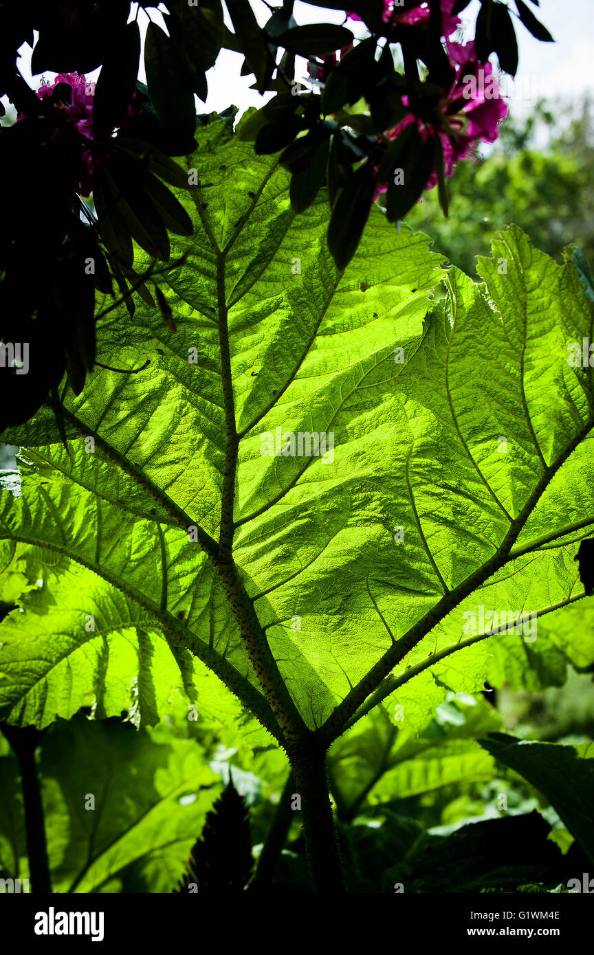 Gunnera leaf texture hi-res stock photography and images - Alamy
