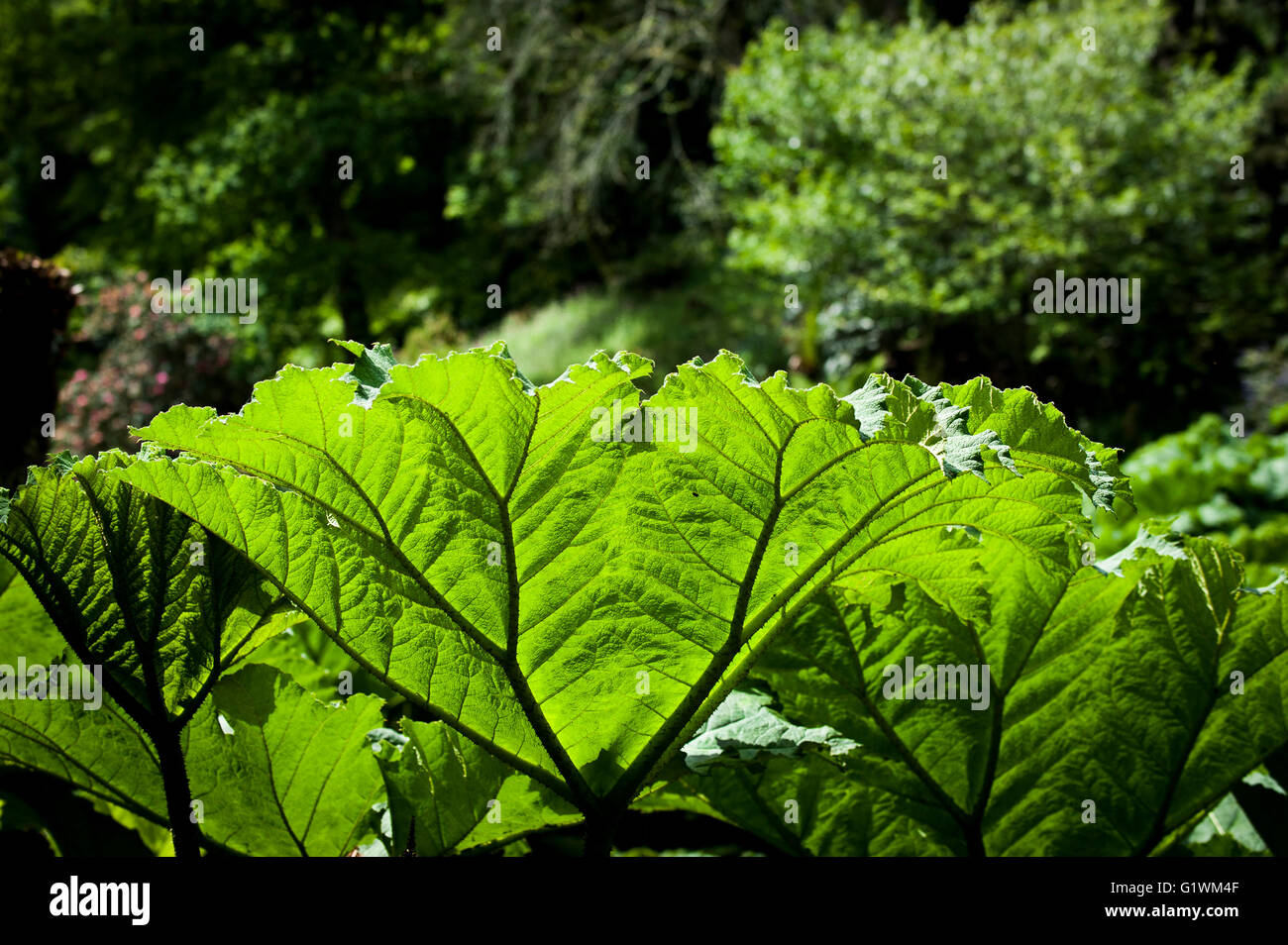 Underside gunnera manicata hi-res stock photography and images - Alamy