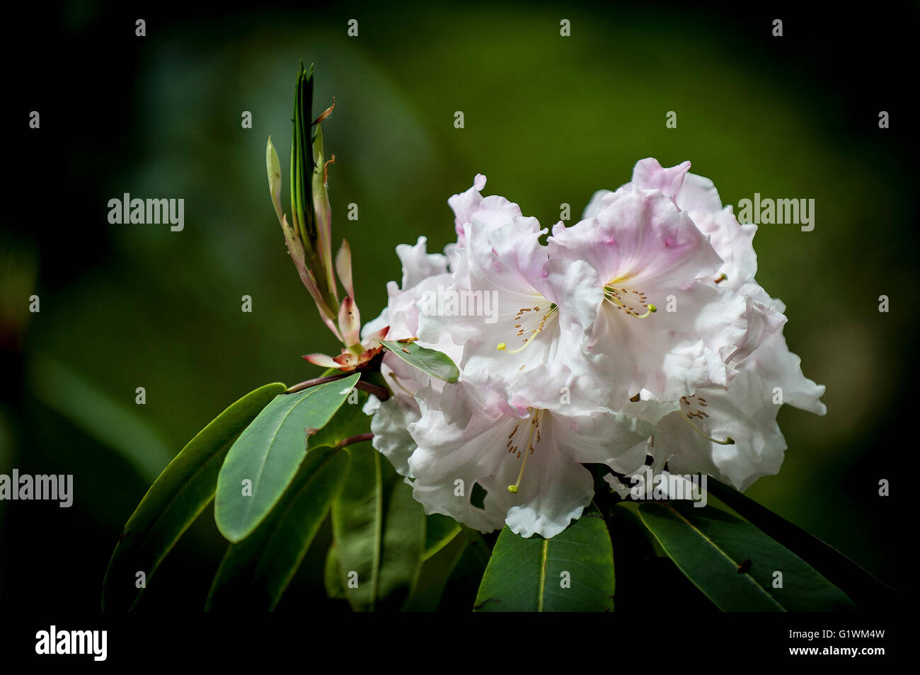 Rhododendron. Loderi Pink Diamond Stock Photo - Alamy