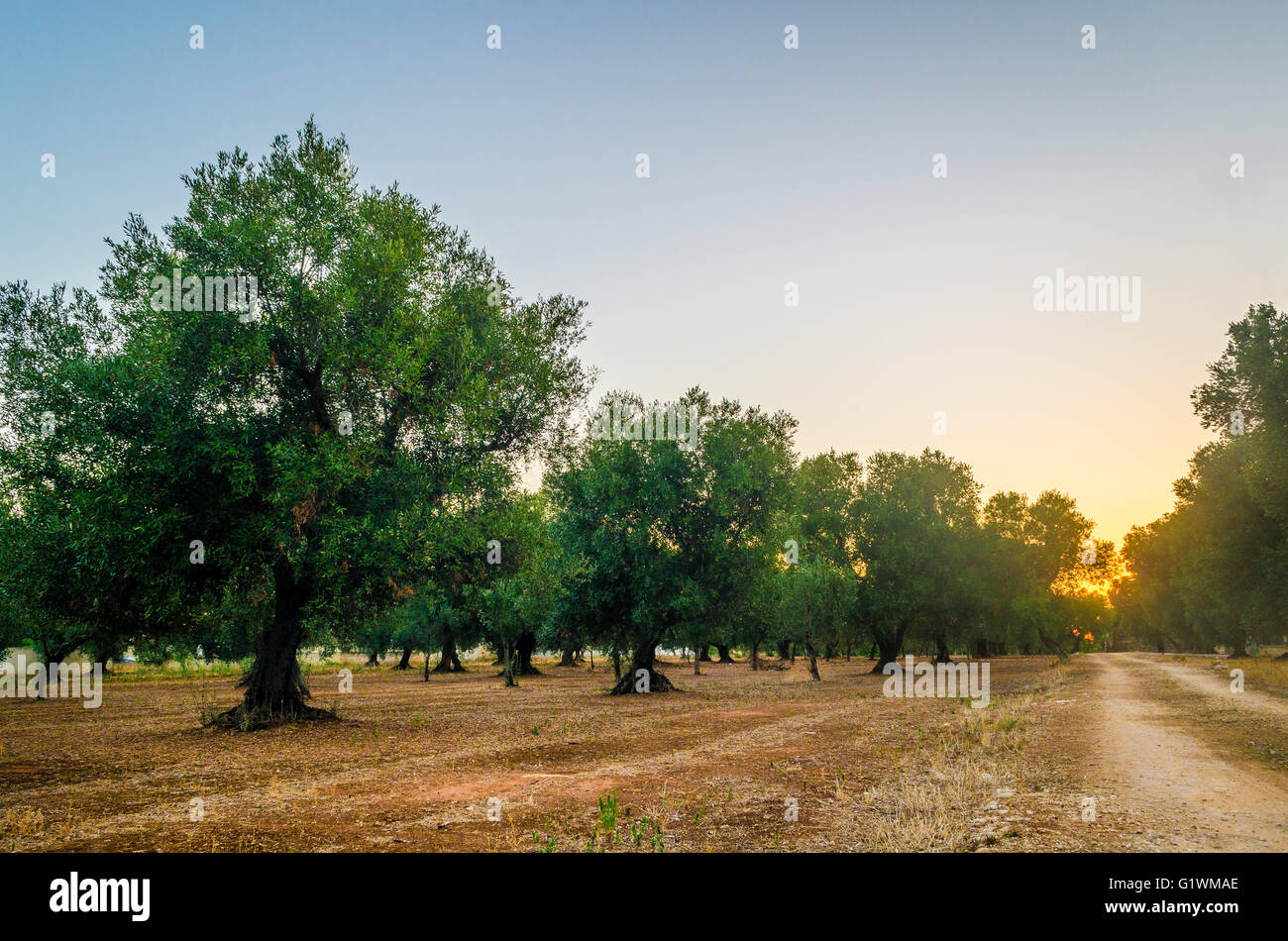 Olive tree landscape puglia italy hi-res stock photography and images ...