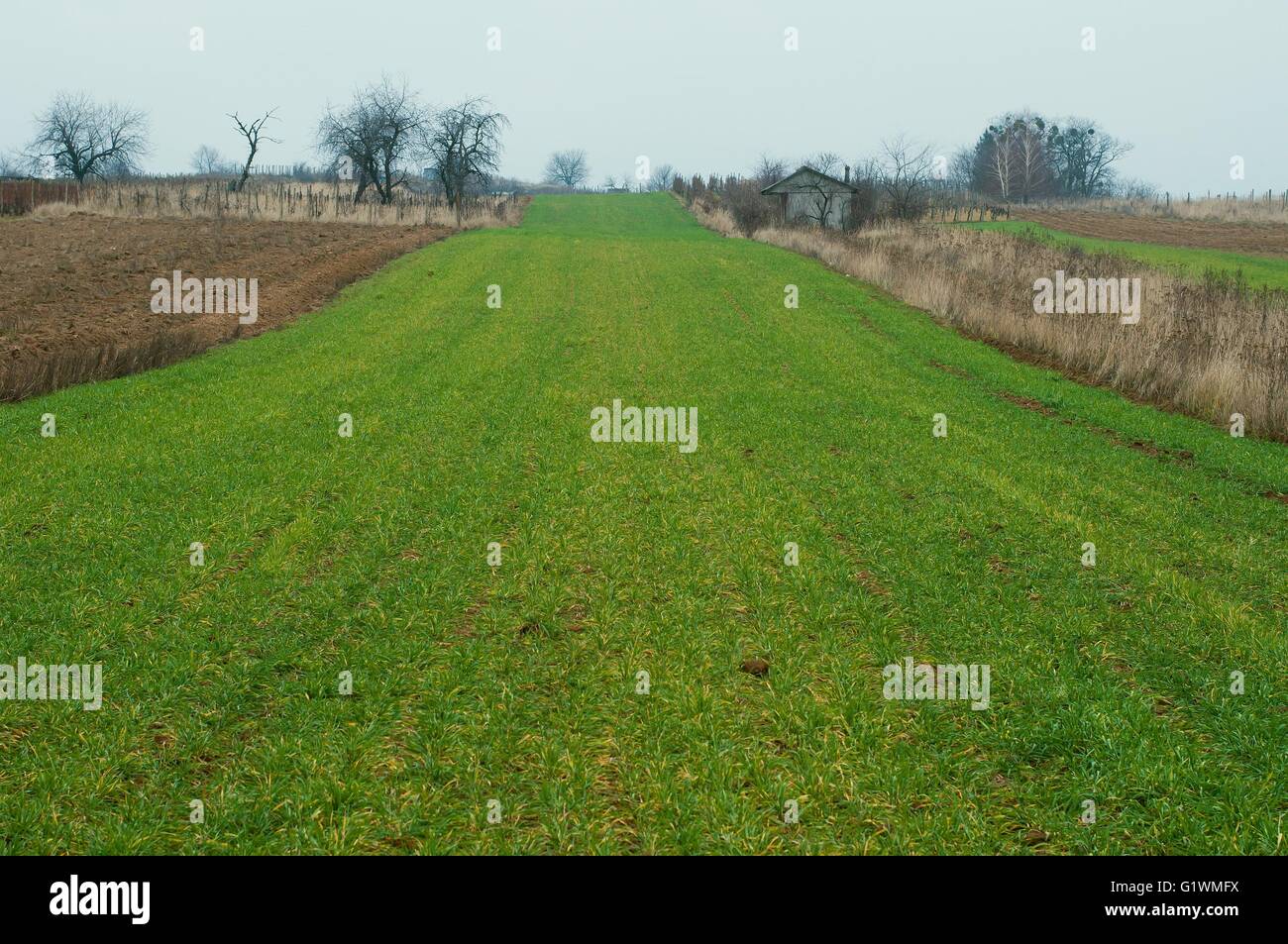 Agricultural field with green wheat in early spring Stock Photo - Alamy