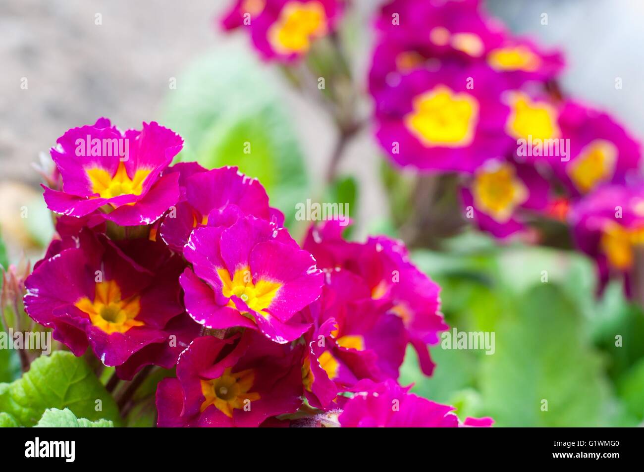 Blooming pink spring primulas in flower bed Stock Photo - Alamy