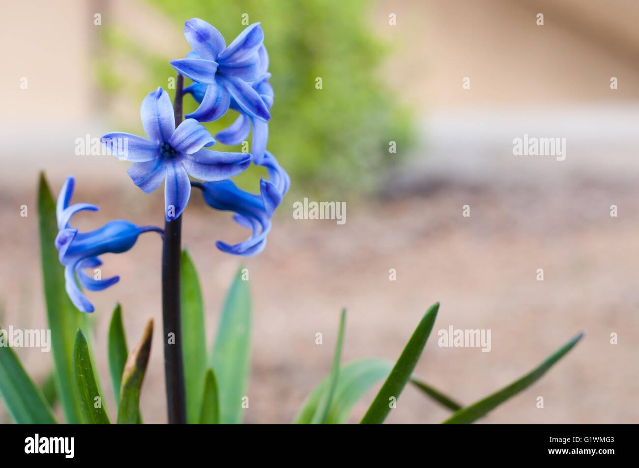 Close detail of beautiful blue hyacinth (Hyacinthus orientalis) bloomed ...