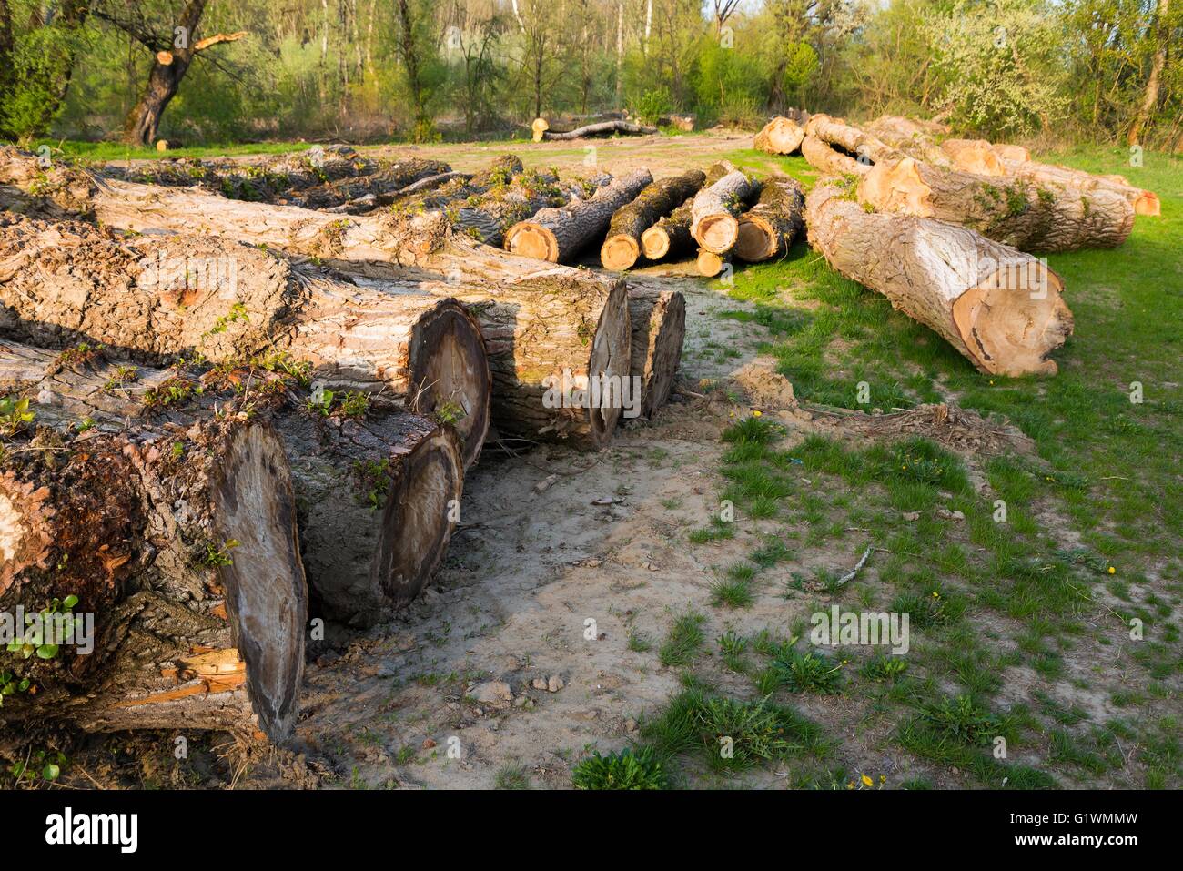 Felled trees on the ground during deforestation. Environment, nature ...