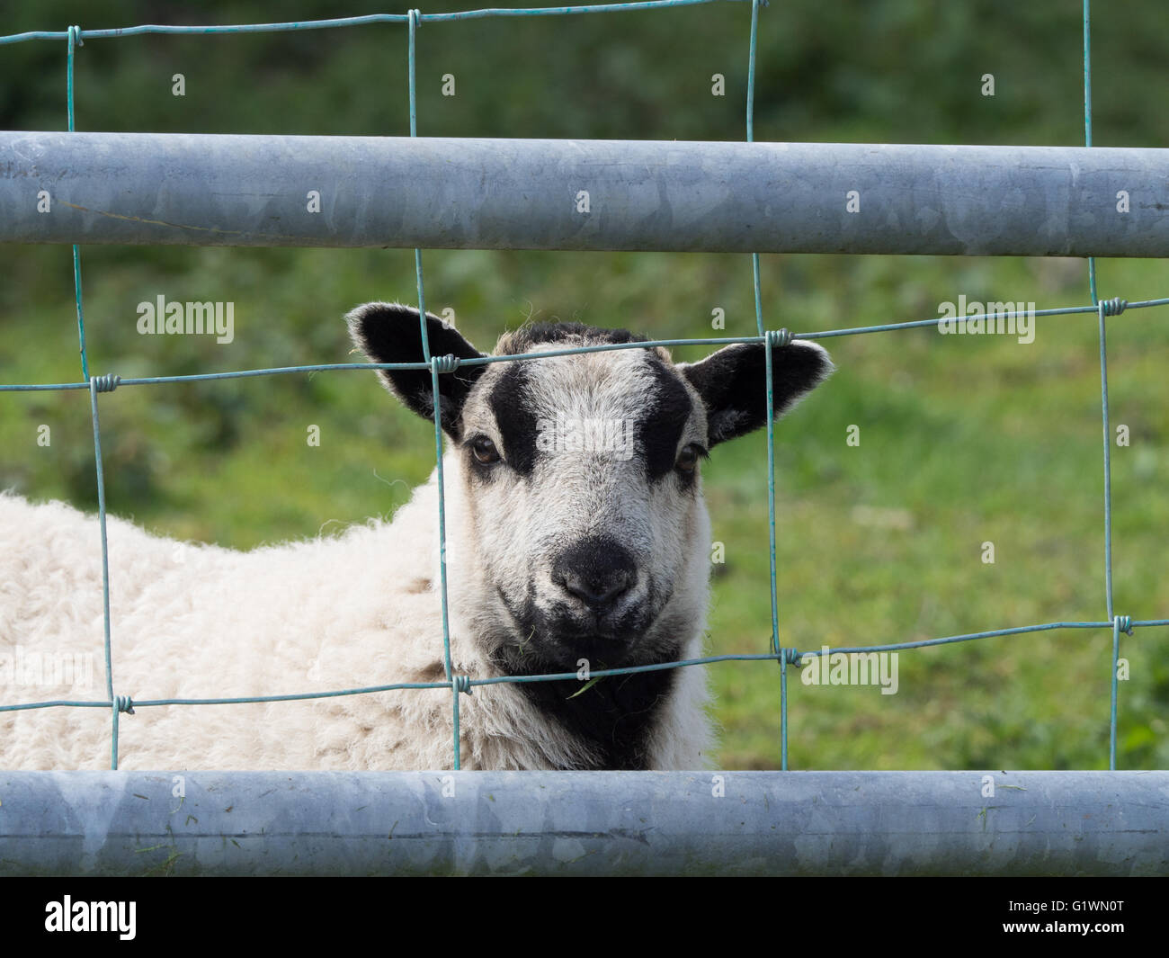 Sheep behind gate fence hi-res stock photography and images - Alamy