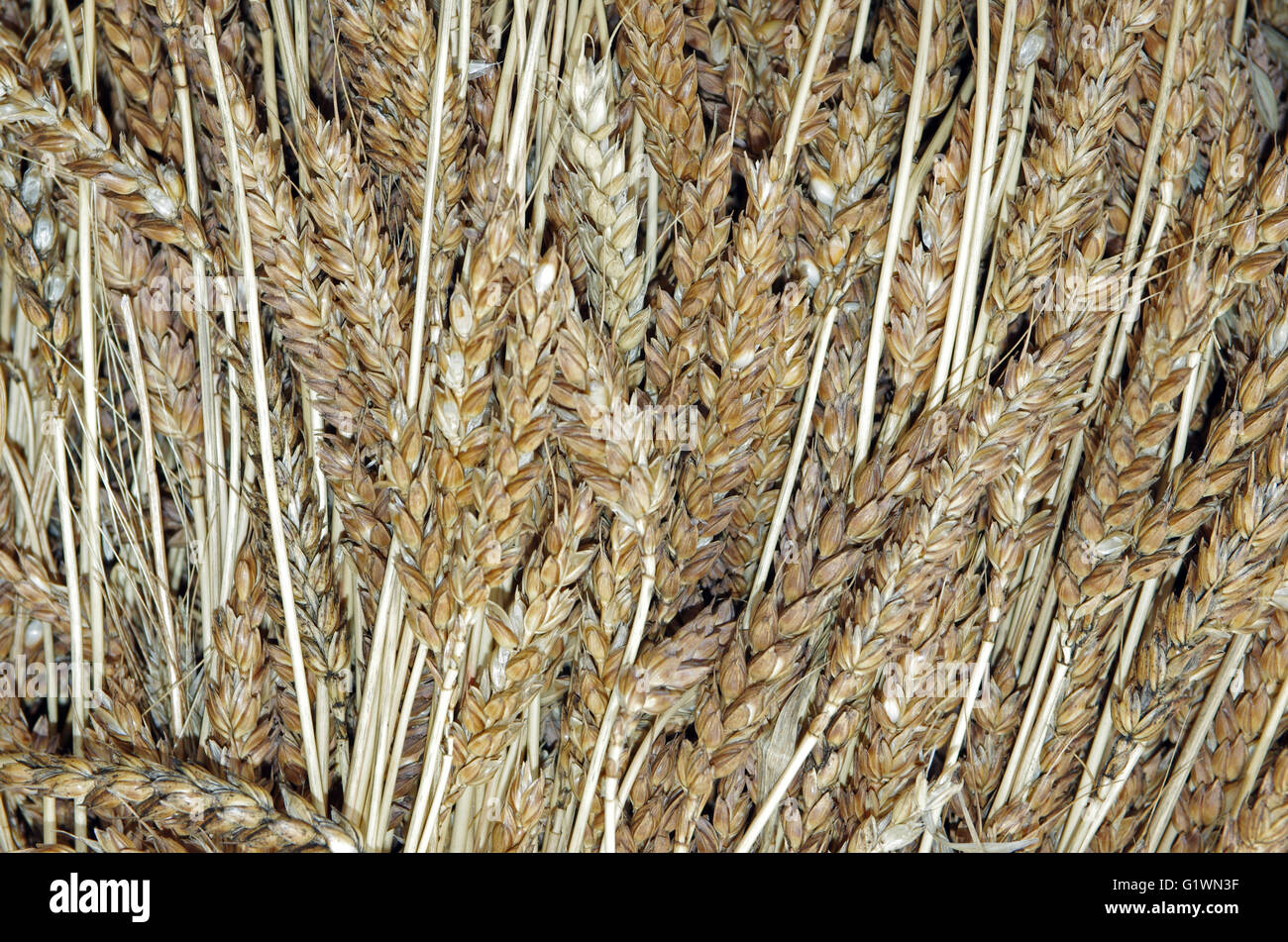 Traditional threshing hi-res stock photography and images - Alamy