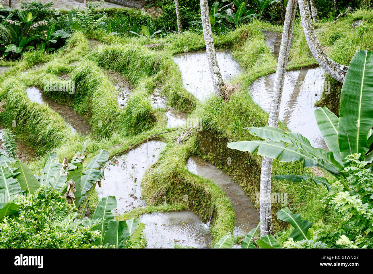 Rice terraces in Tegallalang. The long-stemmed padi Bali (indigenous ...