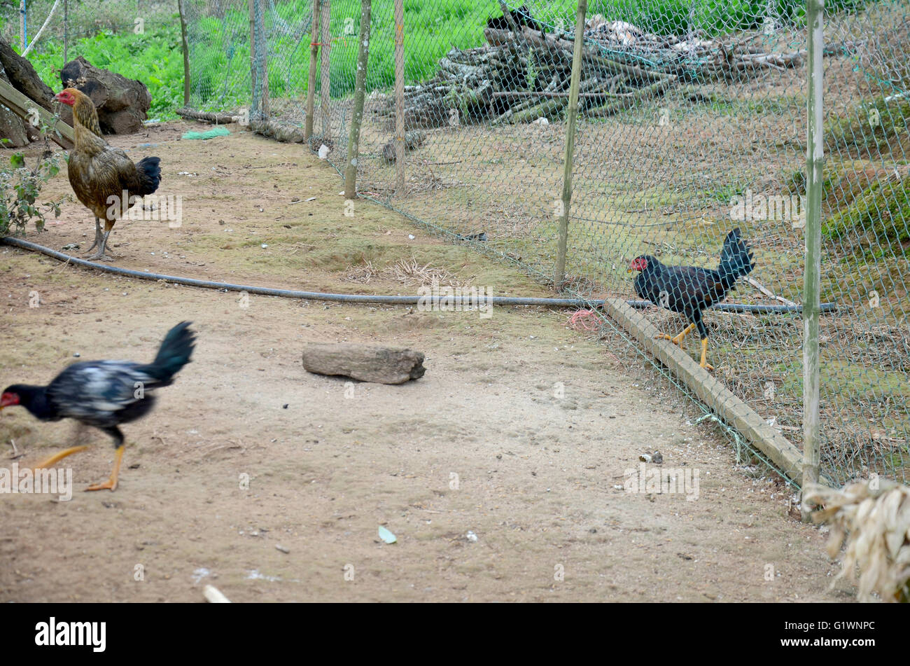 Chicken at farm in Thailand Stock Photo - Alamy