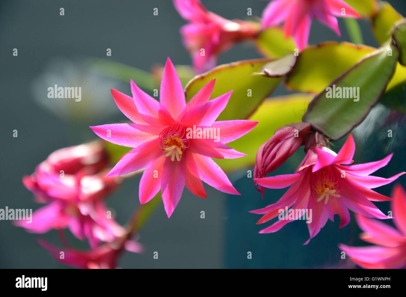 Zygocactus hi-res stock photography and images - Alamy