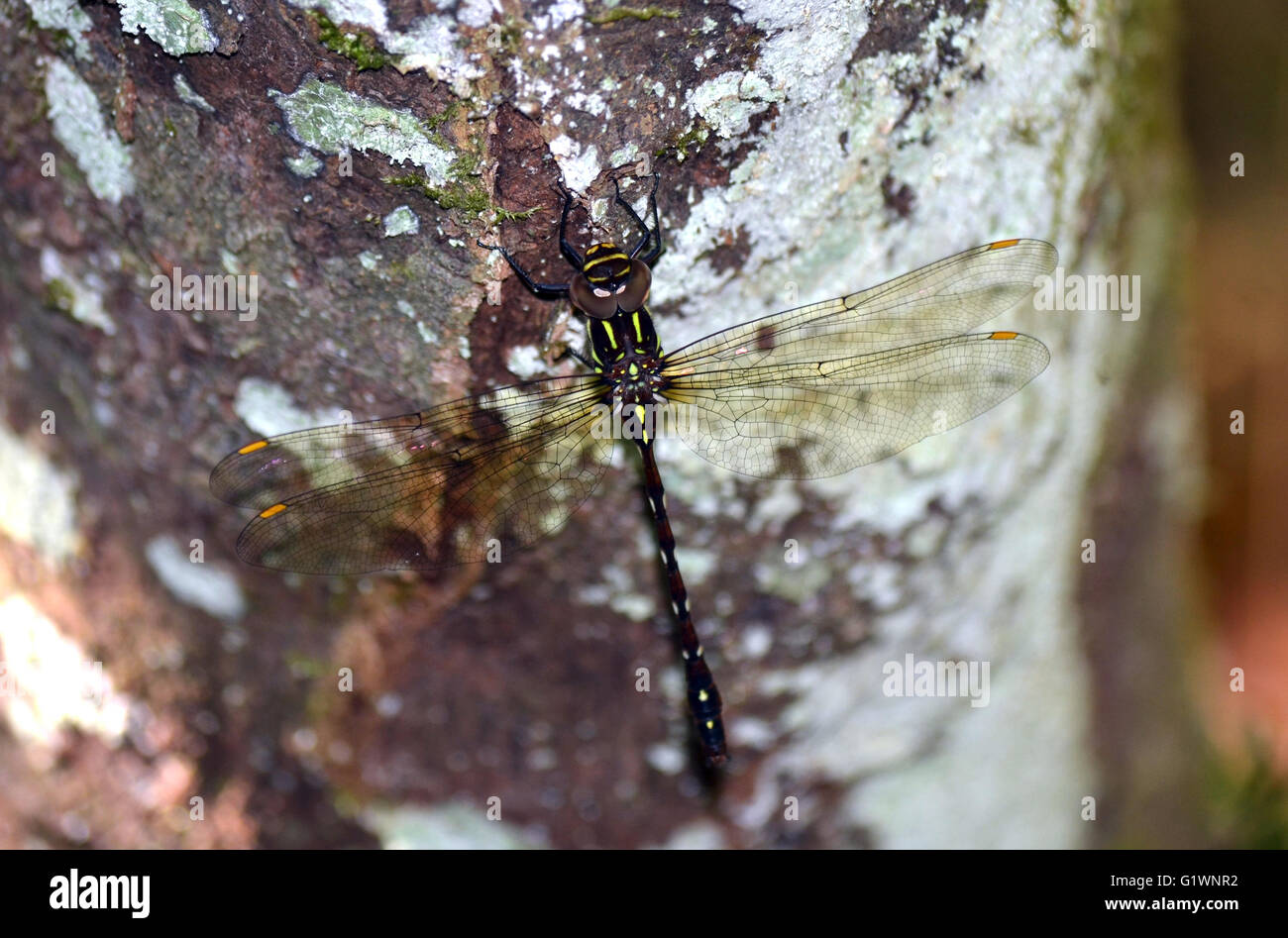 Coachwood tree hi-res stock photography and images - Alamy