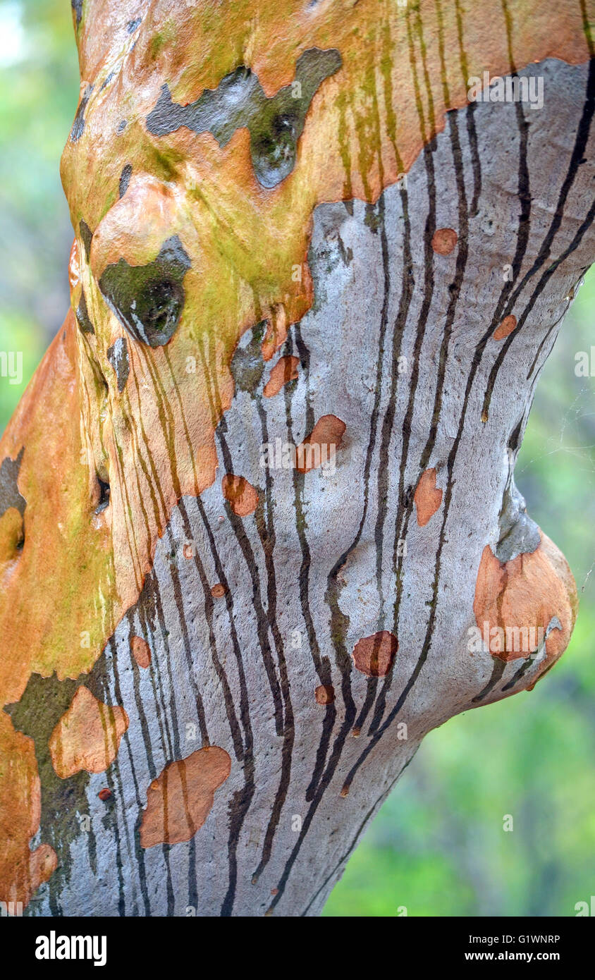 Rain water making stripes on and changing the color of the bark of an ...