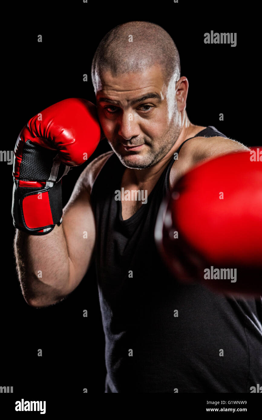 Boxer performing upright stance Stock Photo - Alamy
