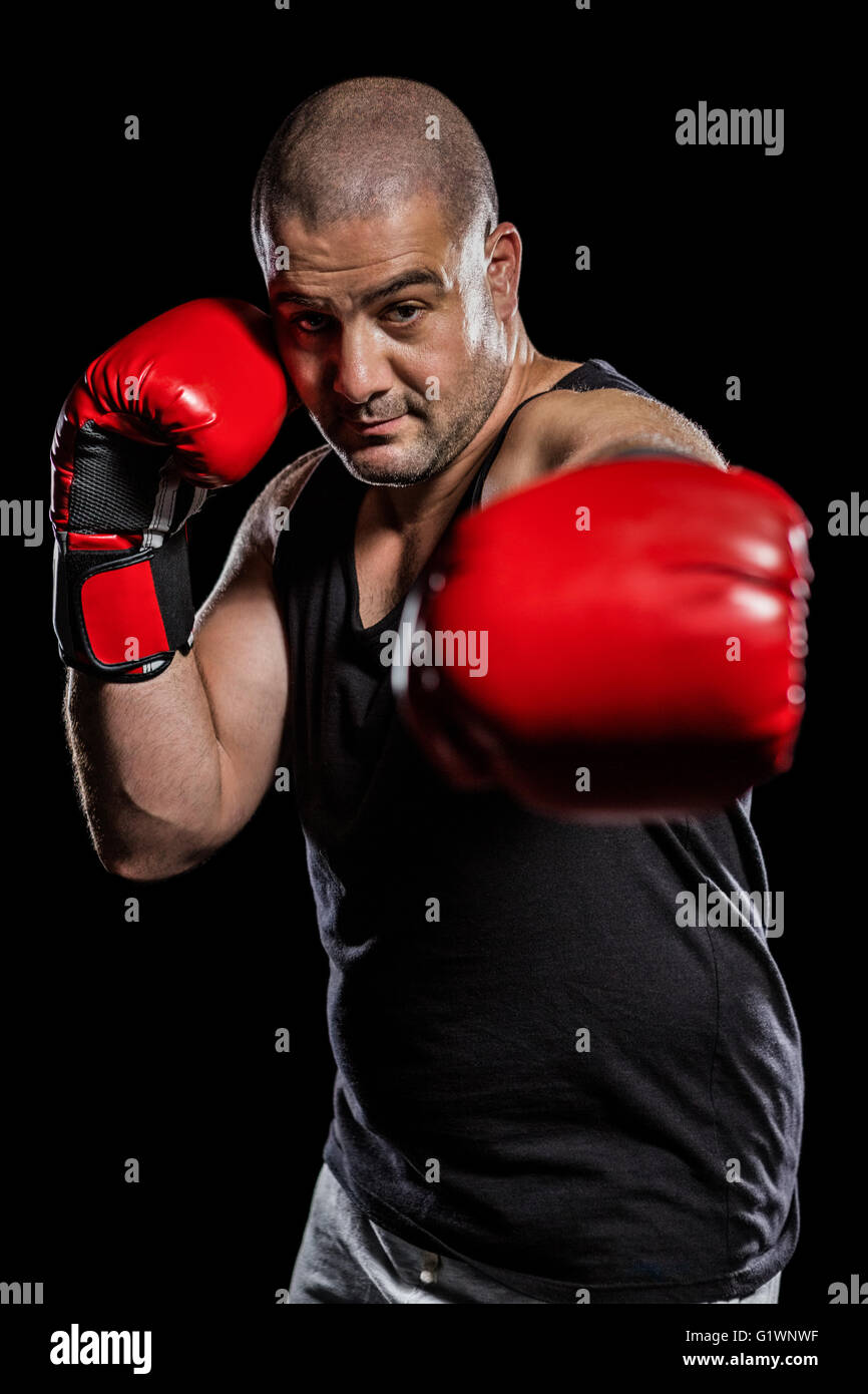 Boxer performing upright stance Stock Photo - Alamy