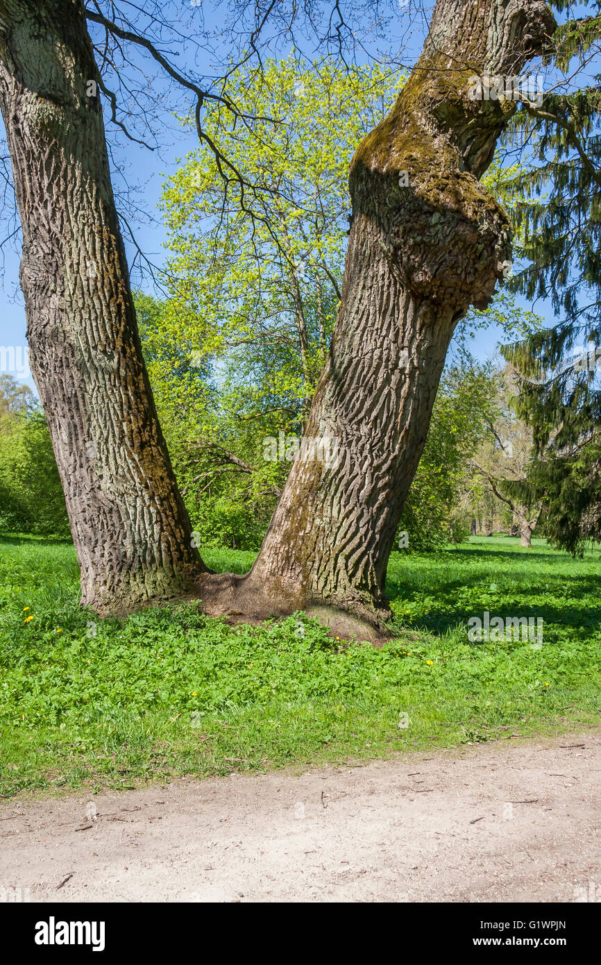 Pollination alee hi-res stock photography and images - Alamy