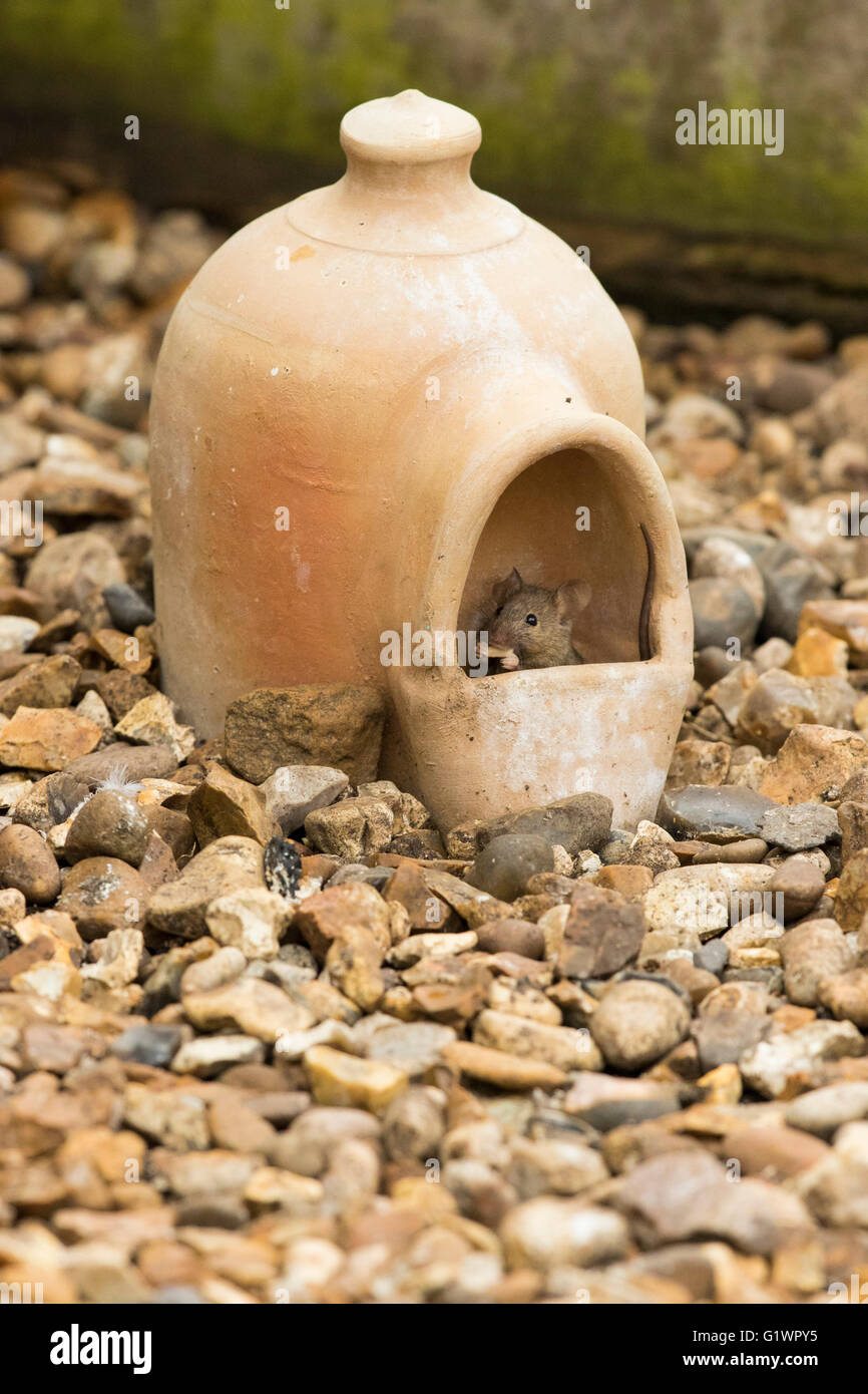 Mouse (Mus Musculus) head view, holding/eating suet inside terracotta ...