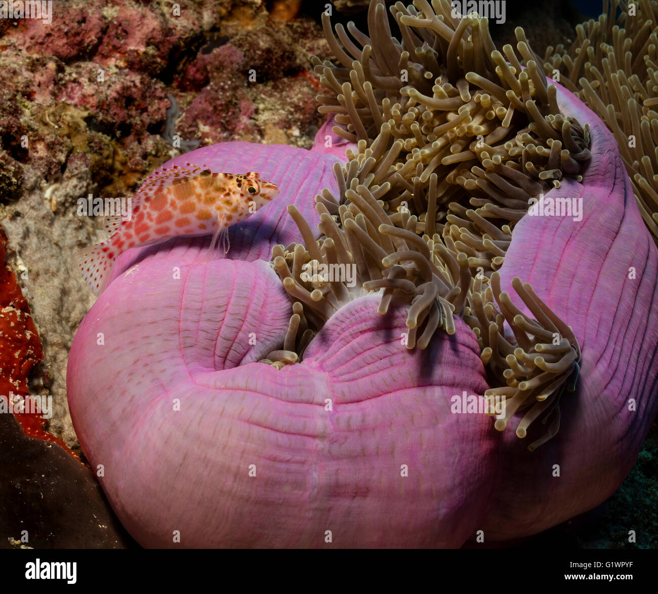 Indian threadfin hi-res stock photography and images - Alamy