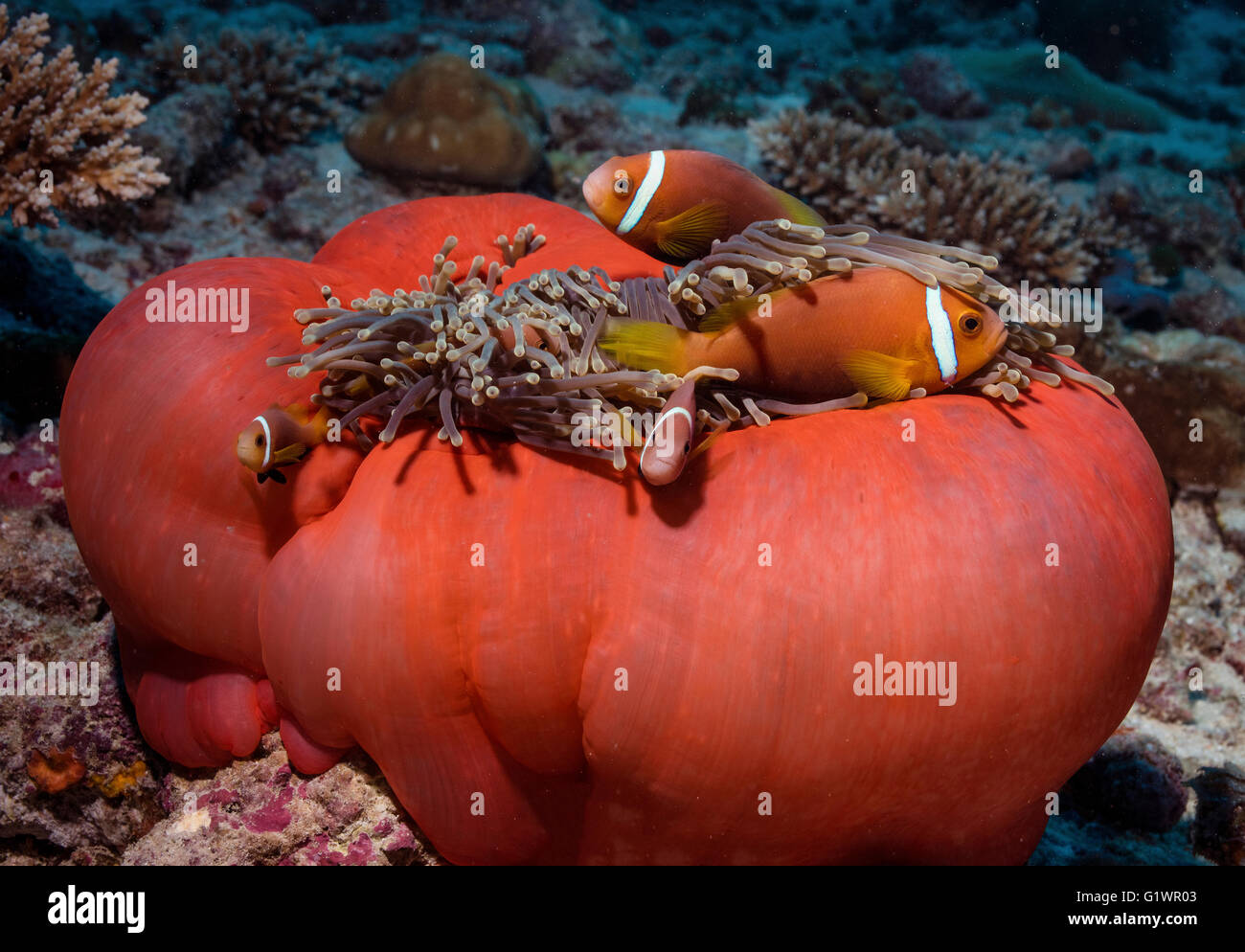 A quintet of Maldives anemonefish in their host anemone Stock Photo - Alamy