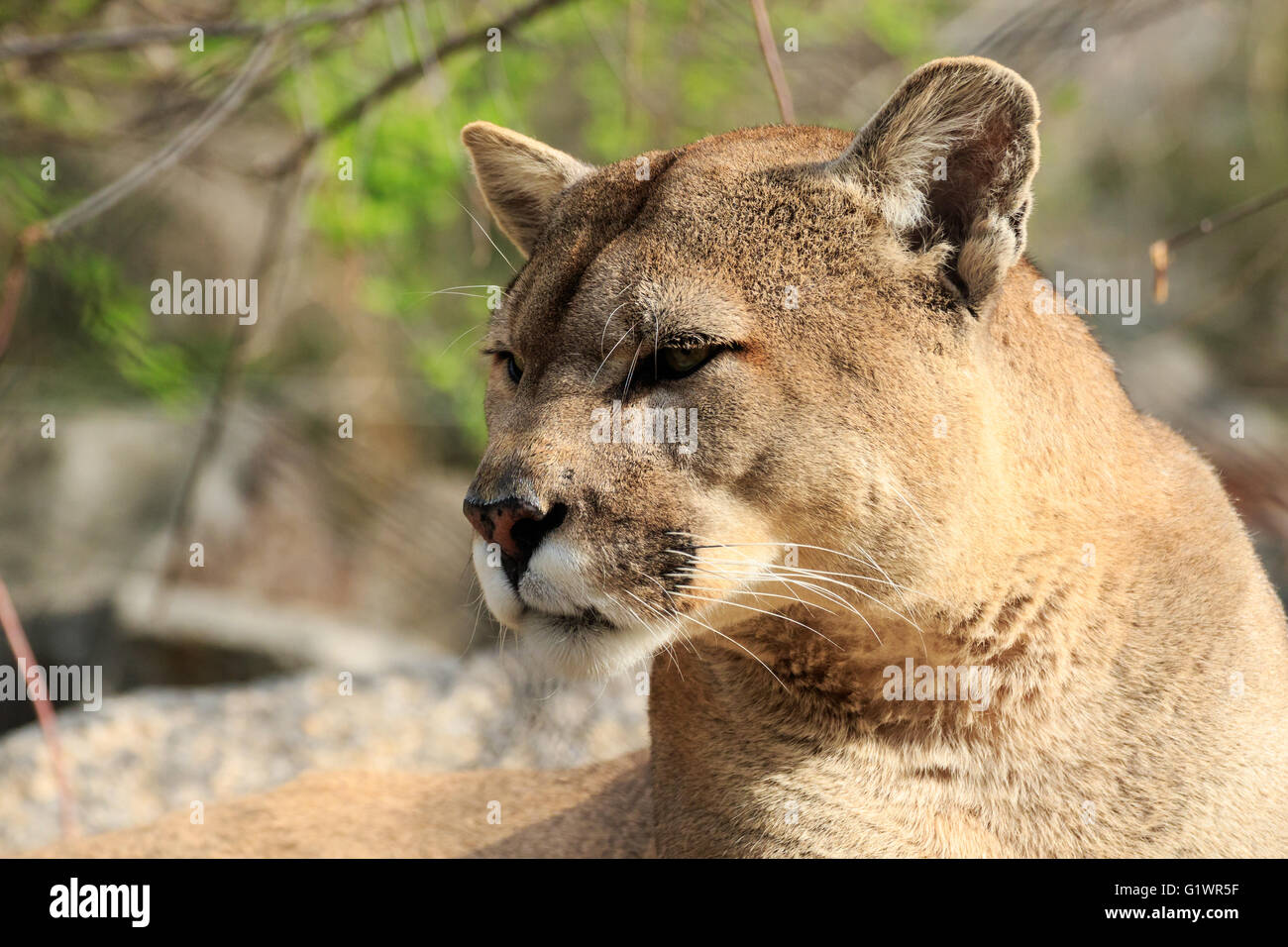 Puma puma pantera hi-res stock photography and images - Alamy