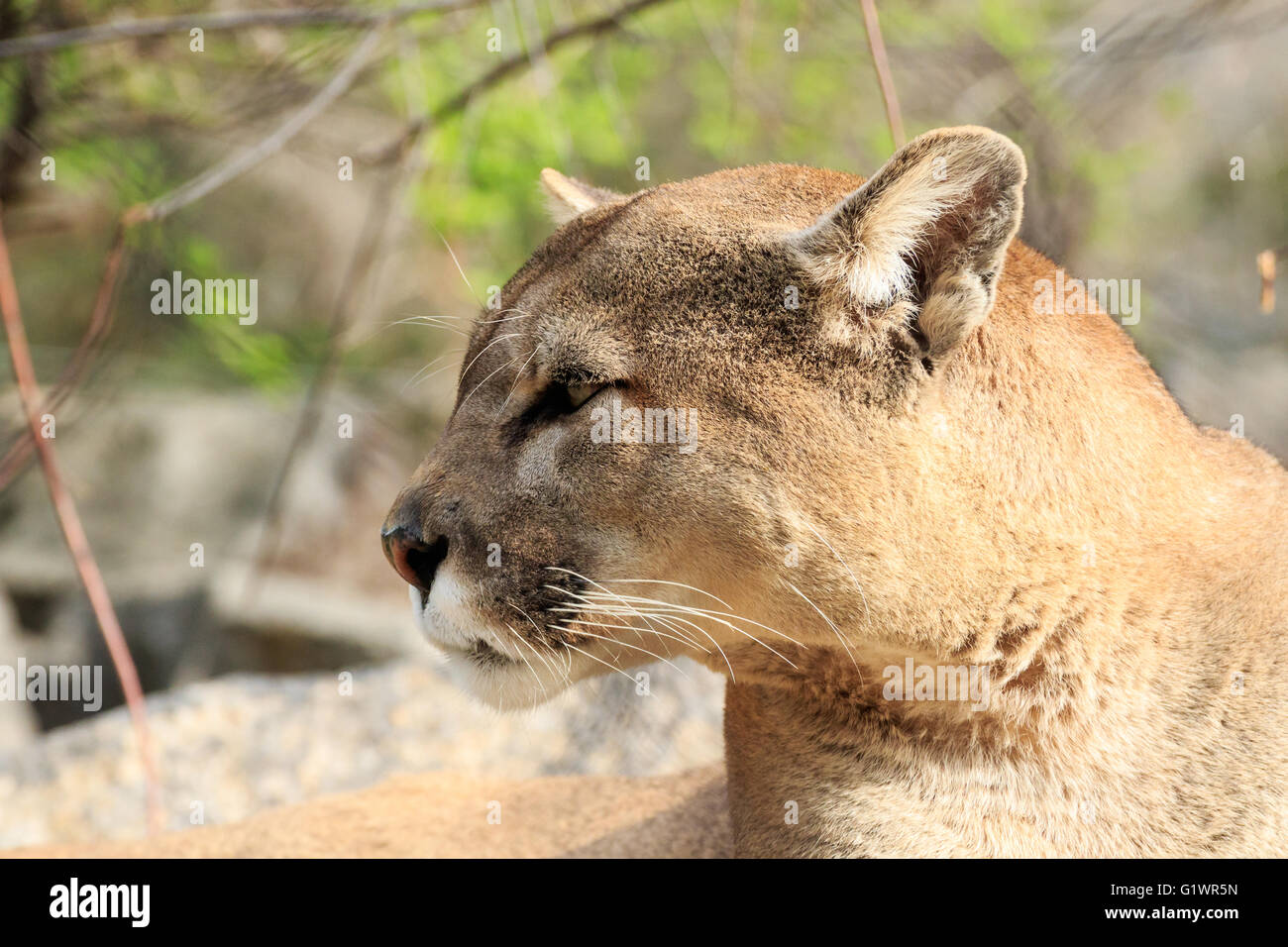 Puma puma pantera hi-res stock photography and images - Alamy