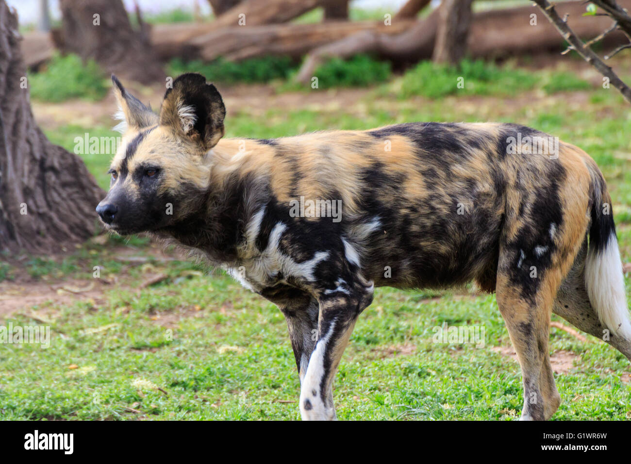 Painted hyena hi-res stock photography and images - Alamy