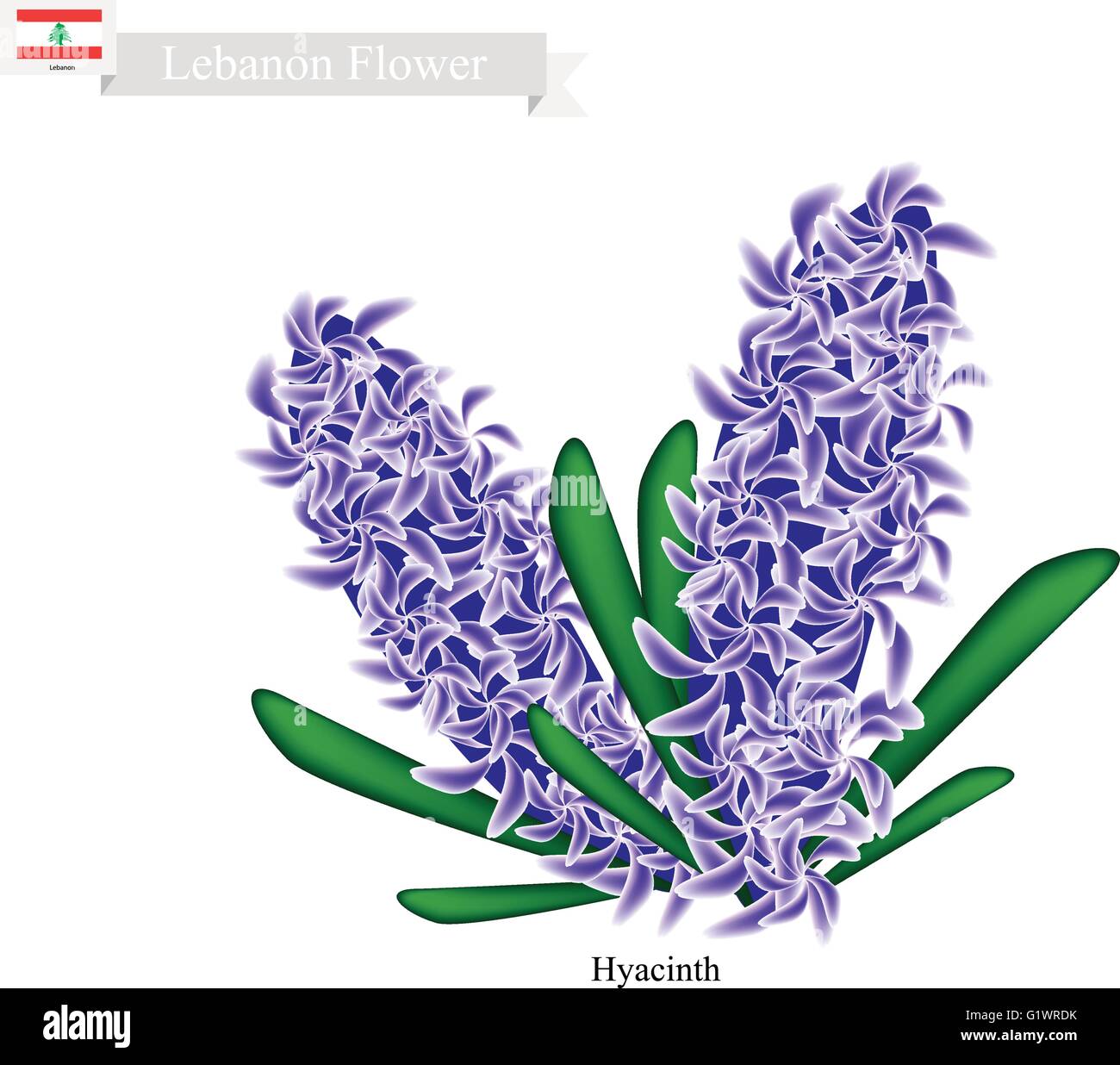 Hyacinthus plant Stock Vector Images - Alamy