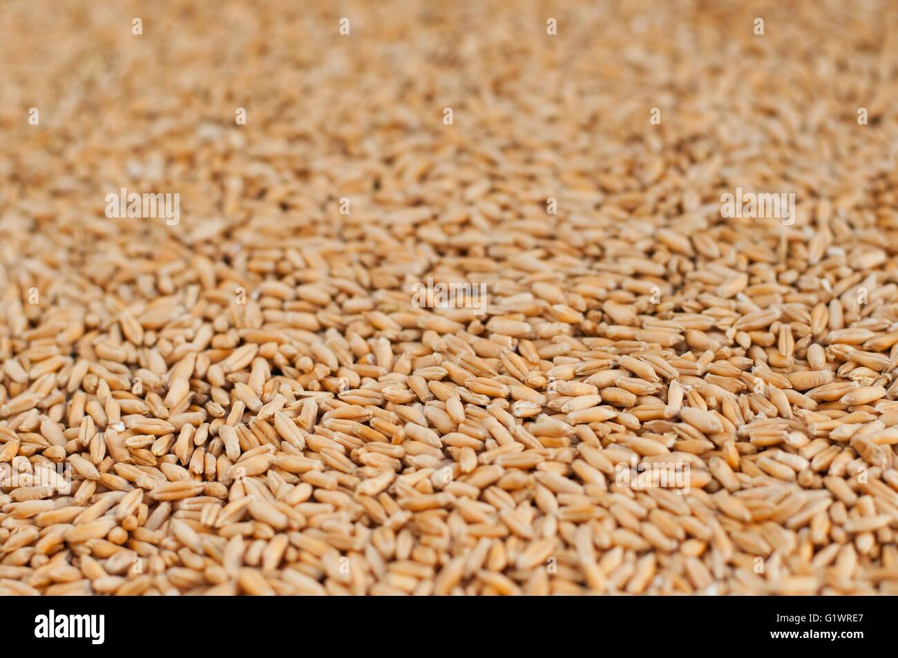 Grain background hi-res stock photography and images - Alamy