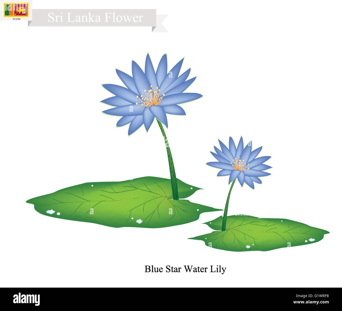 Water lily sri lanka Stock Vector Images - Alamy