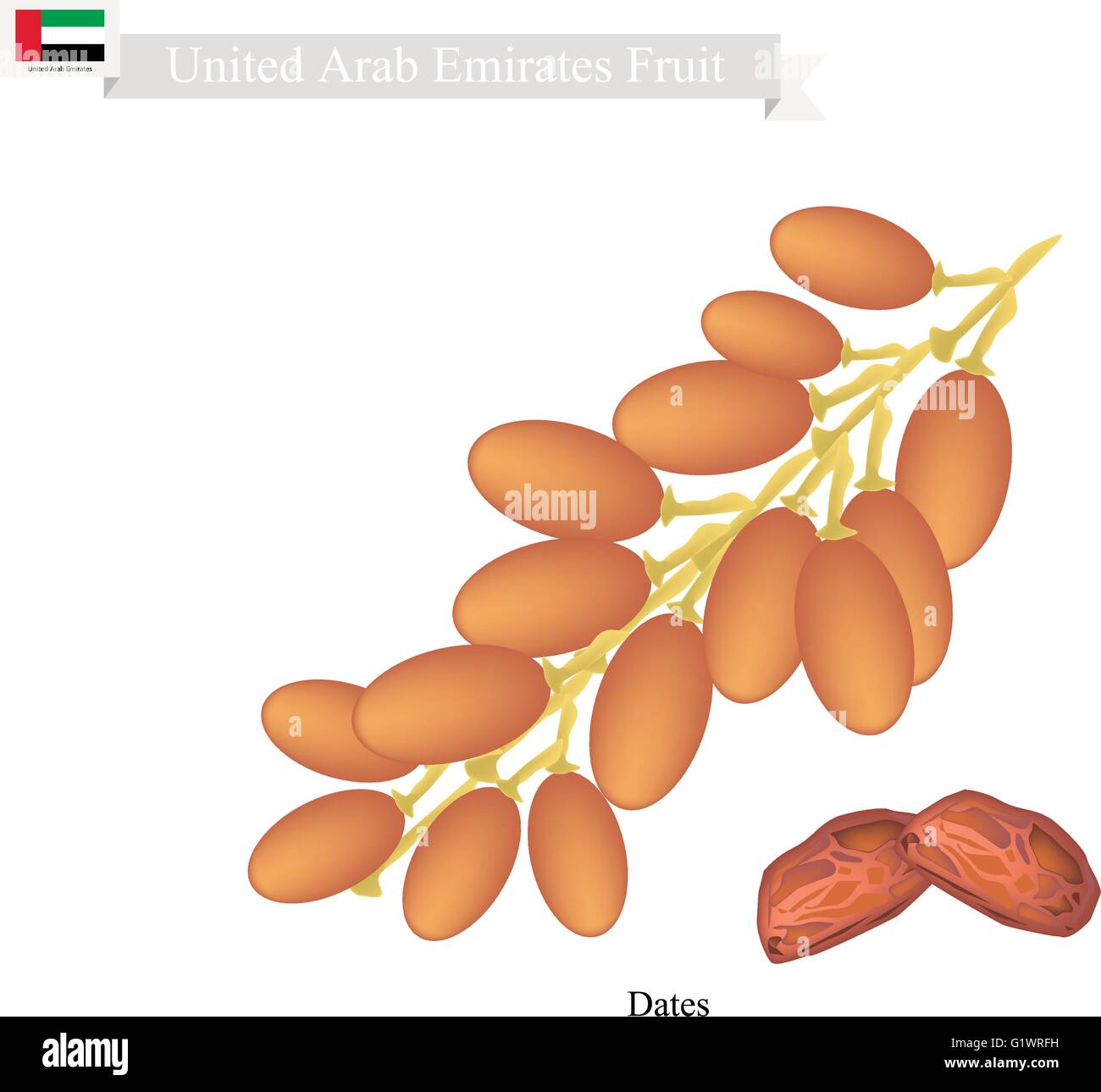 Emirates Fruit, Illustration of Dried Dates. One of The Most Popular ...