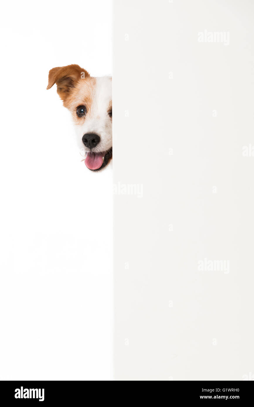 Mixed breed dog looking around the corner Stock Photo - Alamy