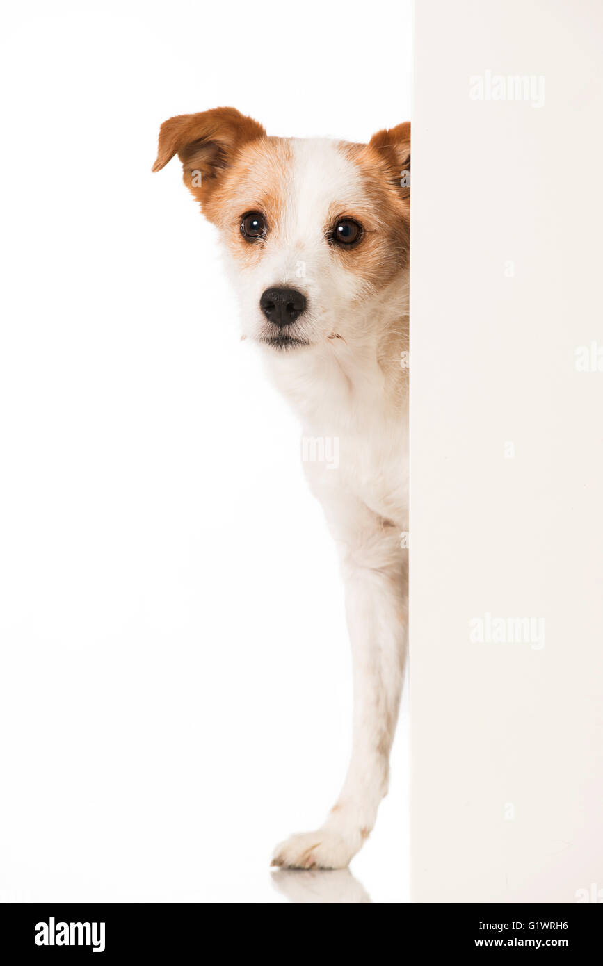 Mixed breed dog looking around the corner Stock Photo - Alamy