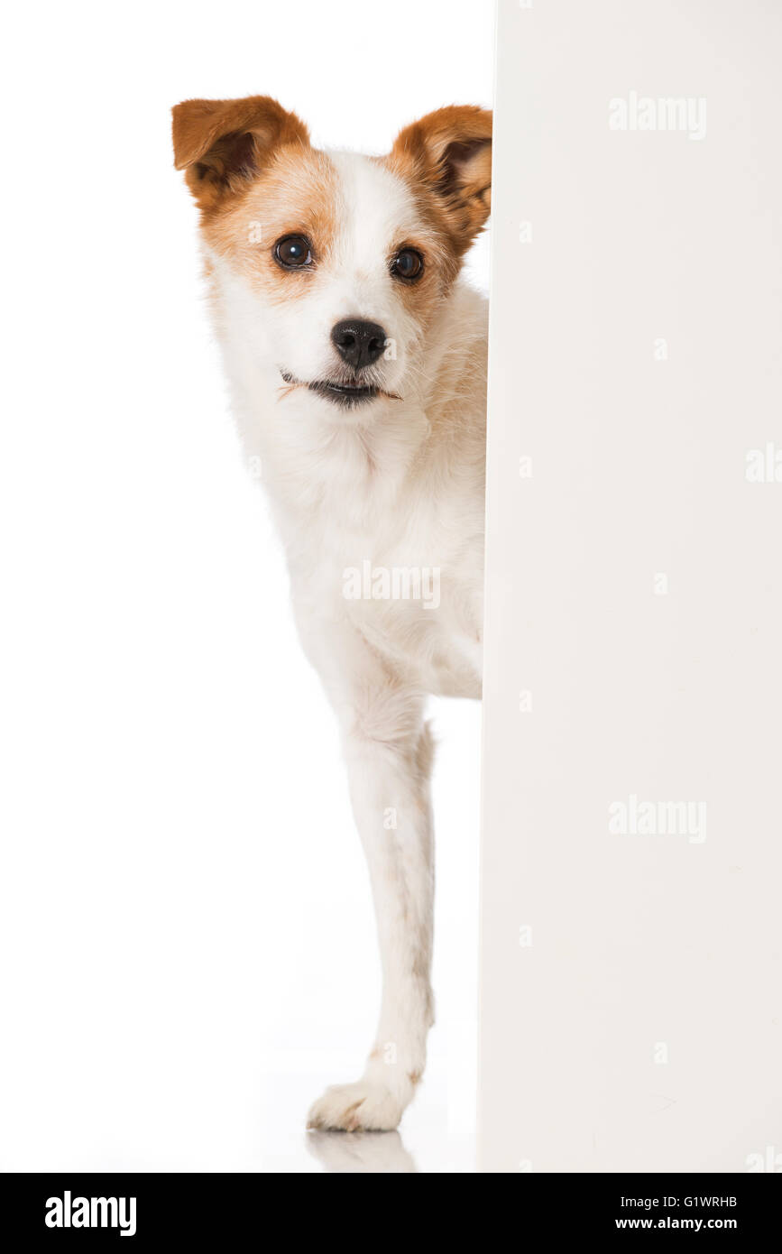 Mixed breed dog looking around the corner Stock Photo - Alamy