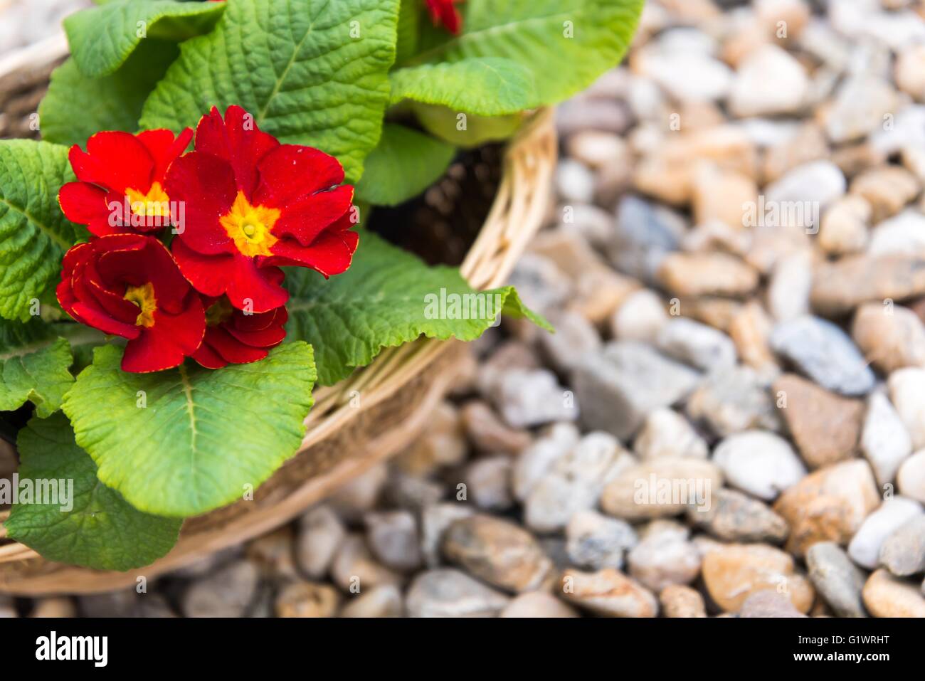 Violet pebbles hi-res stock photography and images - Alamy