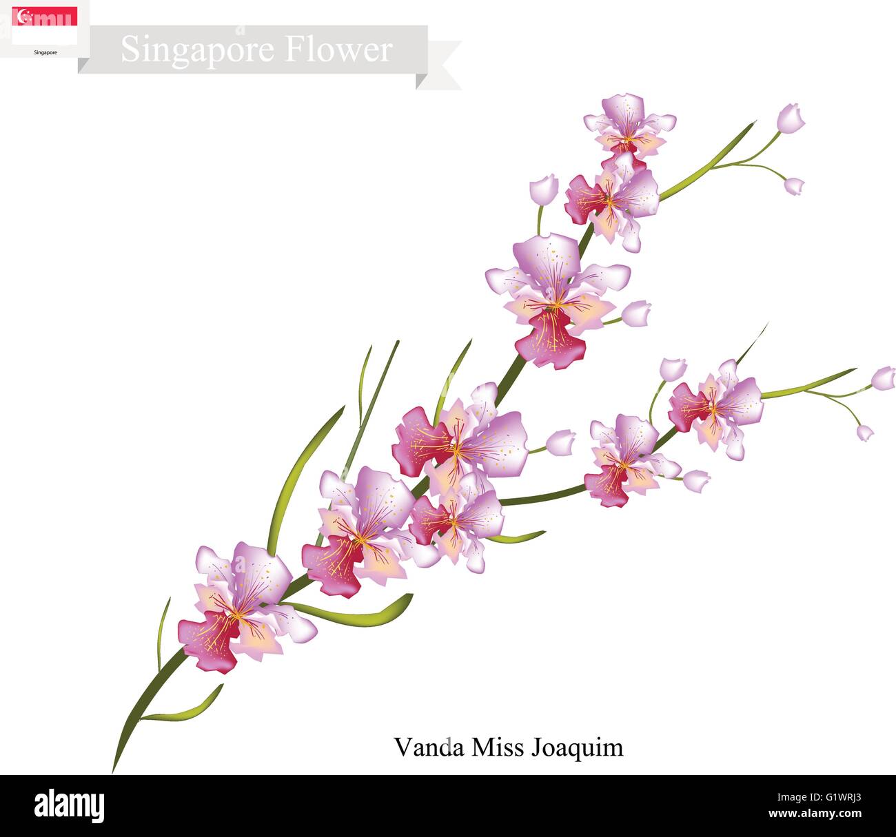 Singapore Flower, Illustration of Vanda Miss Joaquim Flowers. The ...