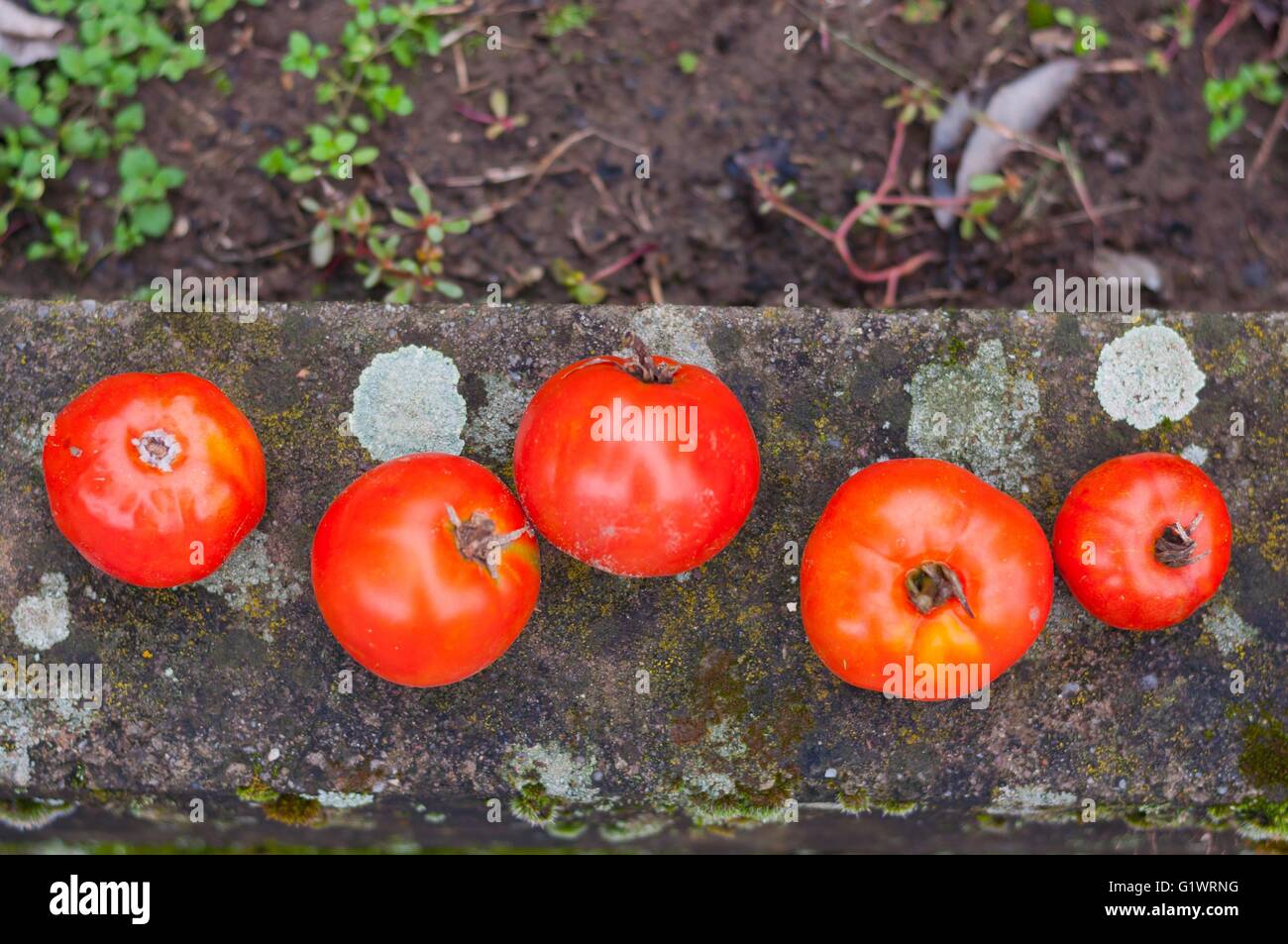 Group of red ripe tomatoes. Top view Stock Photo - Alamy