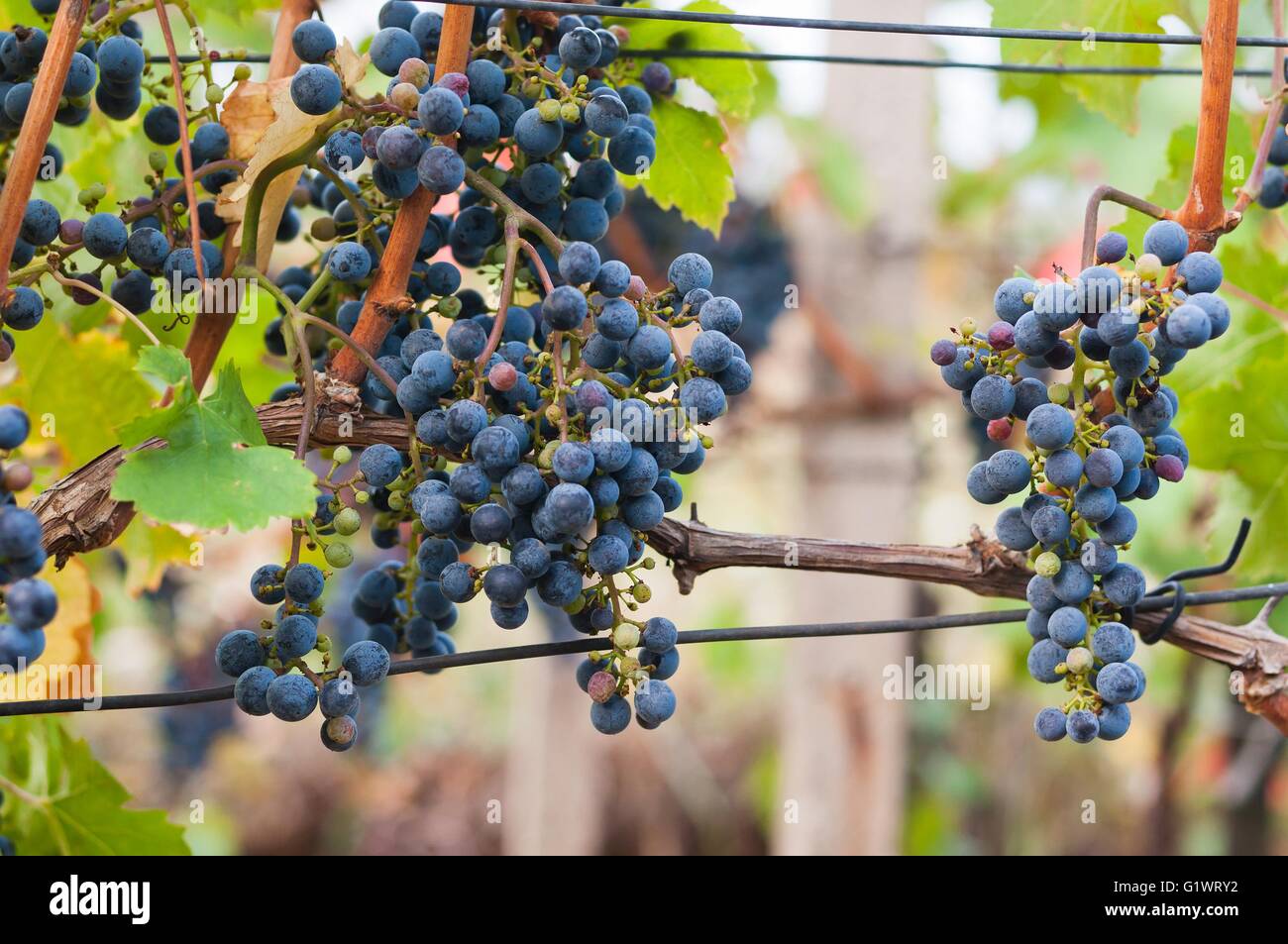 Bunch of red wine grape Cabernet Sauvignon in vineyard ready to harvest ...