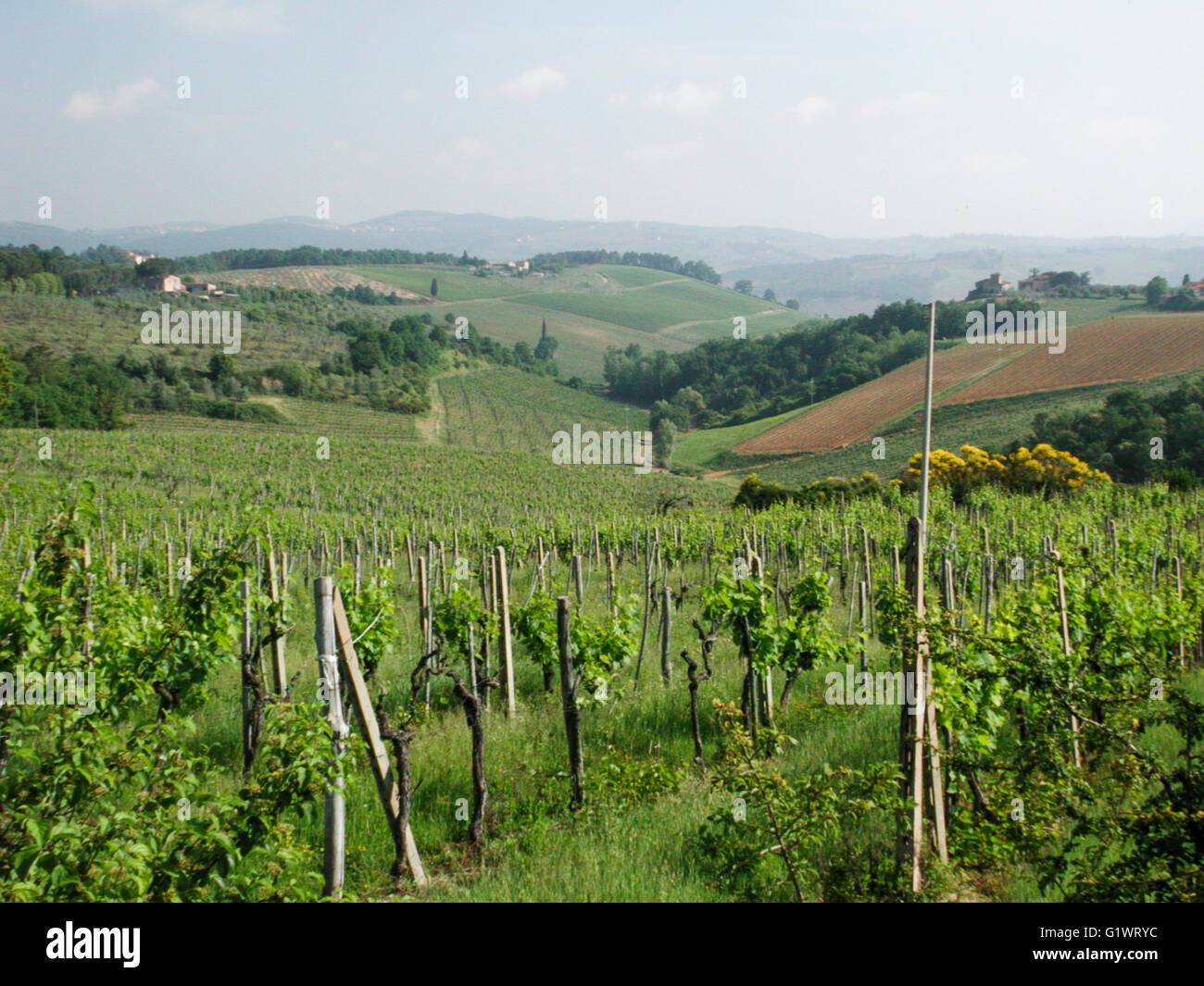 Inerbimento di vigneto hi-res stock photography and images - Alamy