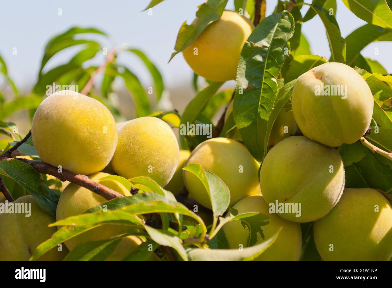 Peach growing on the peach tree in the garden Stock Photo - Alamy