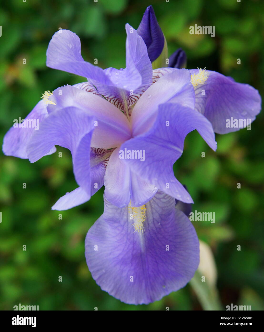 Iris Blue Bearded Stock Photo - Alamy