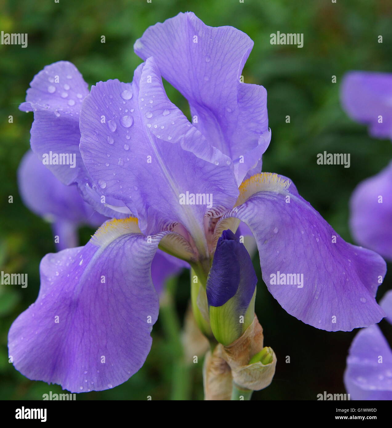 Blue Bearded Iris Stock Photo - Alamy